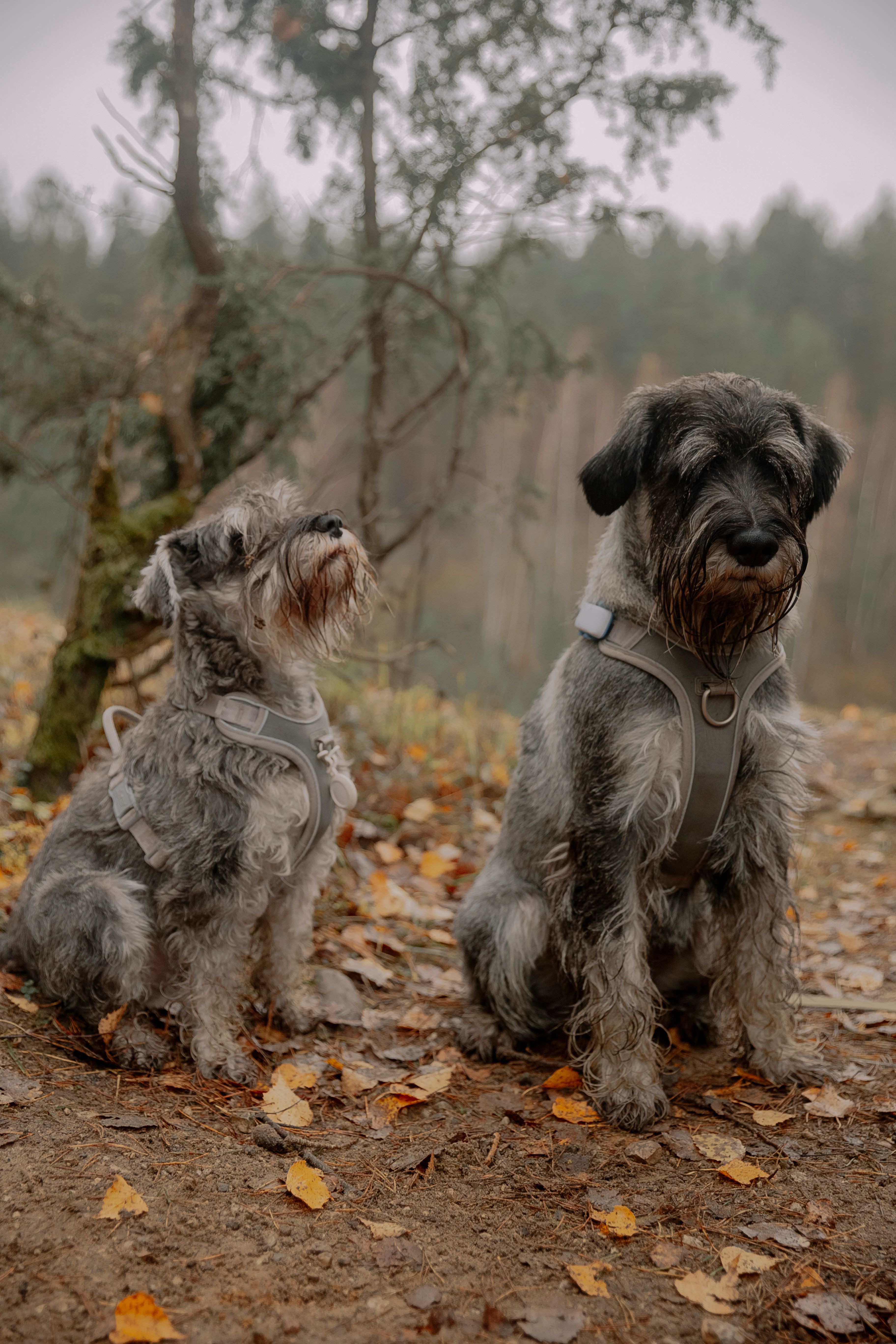 Schnauzers Puppys Photos, Download The BEST Free Schnauzers Puppys ...