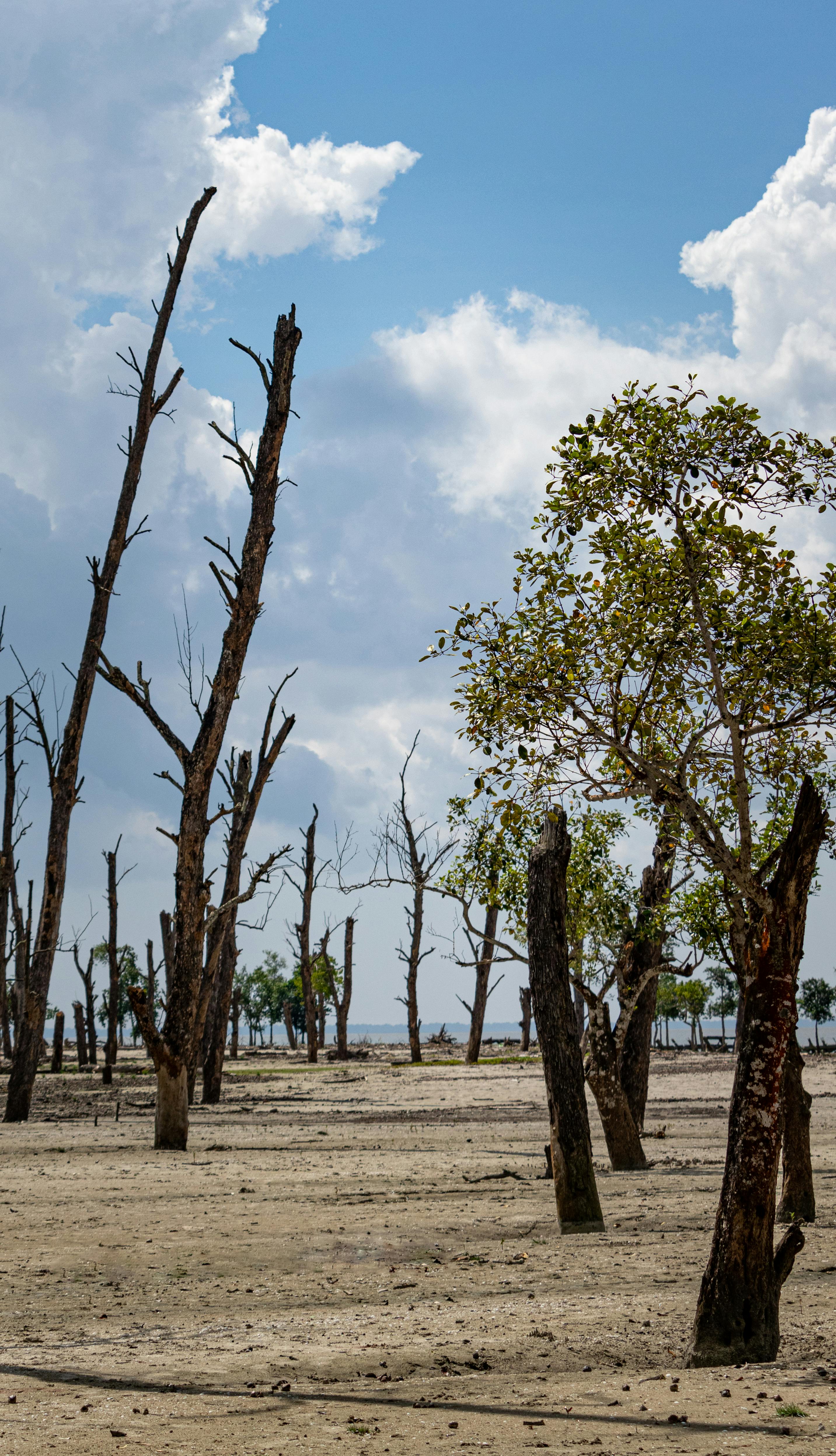 Foto de stock gratuita sobre al aire libre, arboles, árboles muertos ...