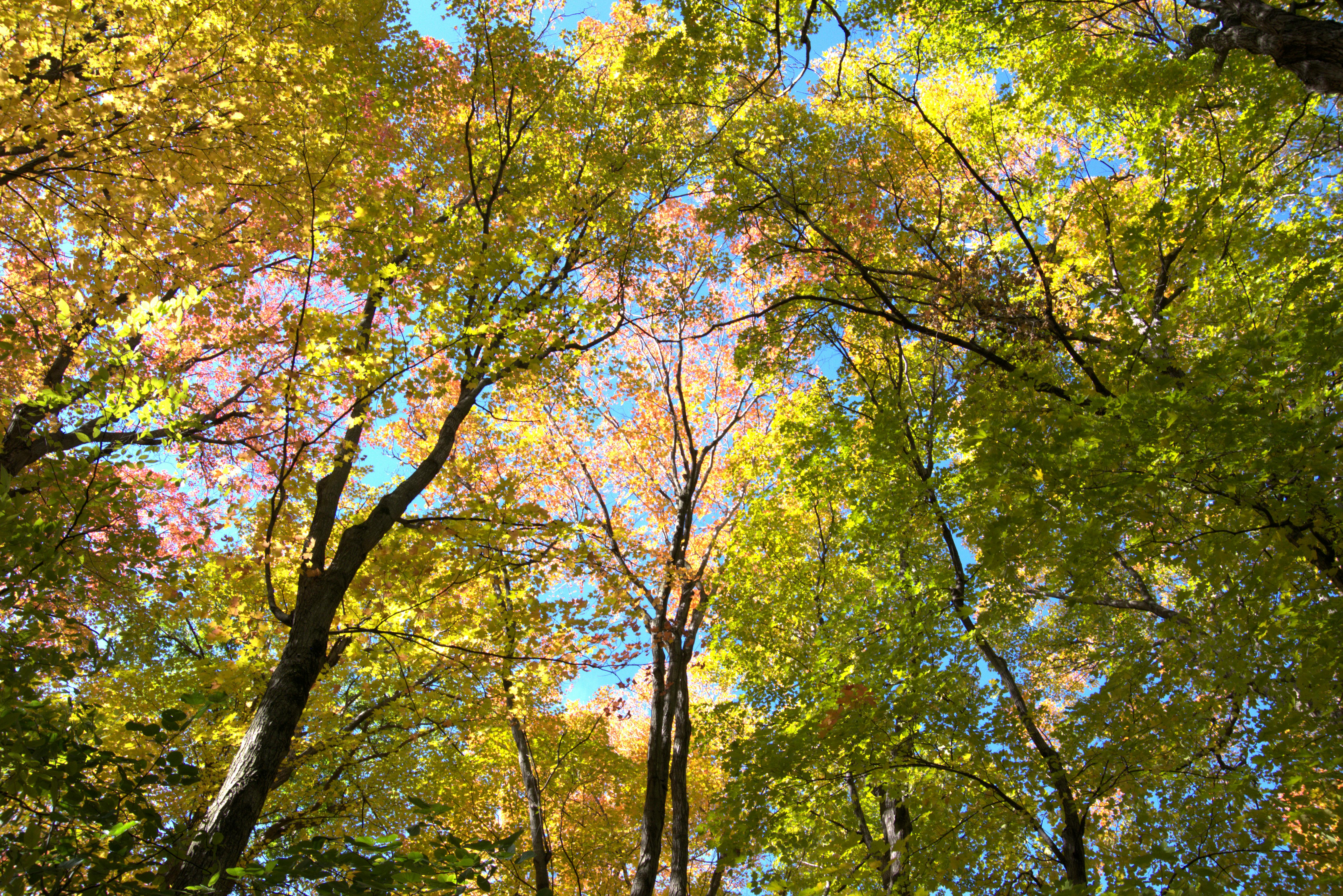 Low Angle Shot of Trees · Free Stock Photo