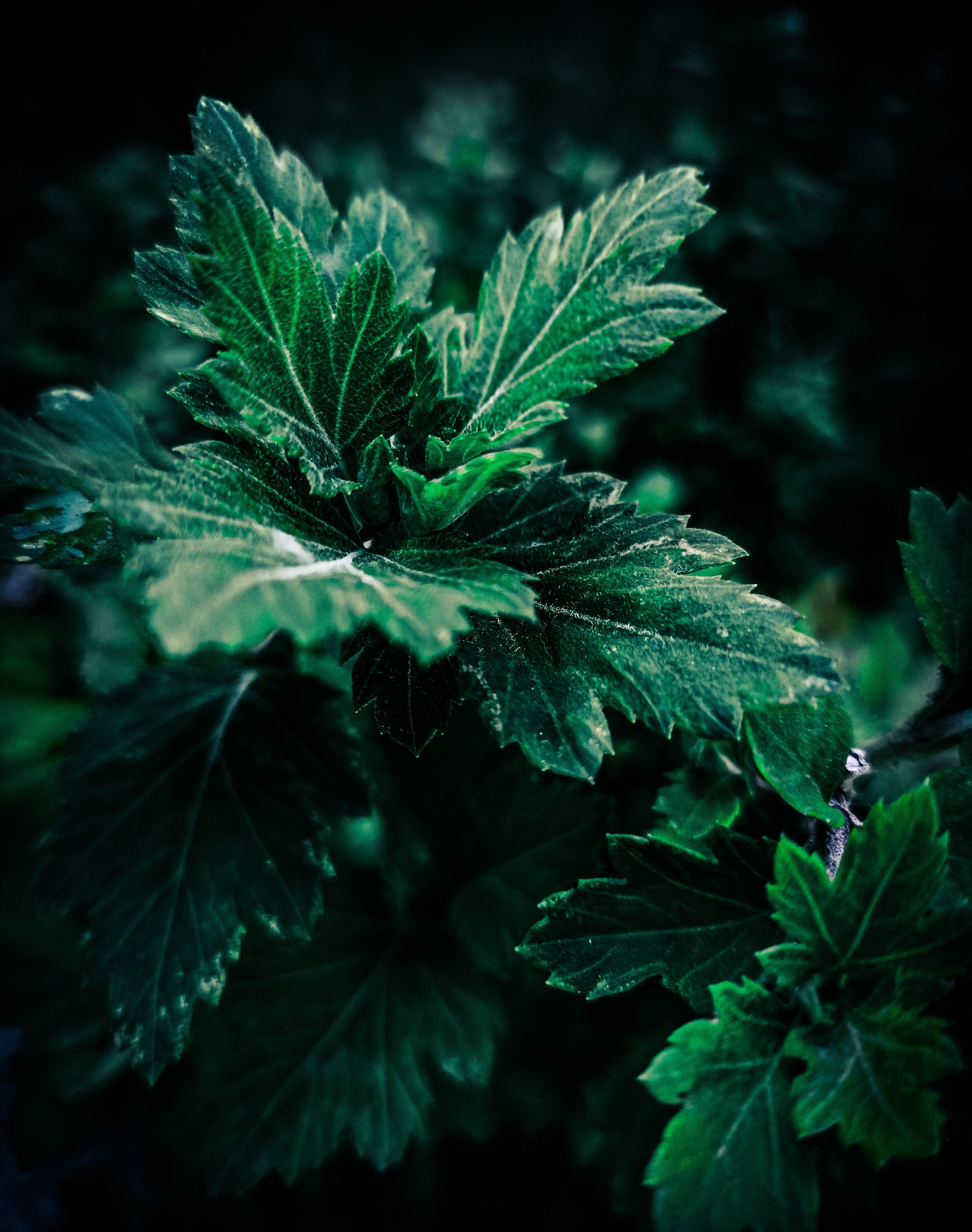 Plant Roca Photos, Download The BEST Free Plant Roca Stock Photos & HD ...