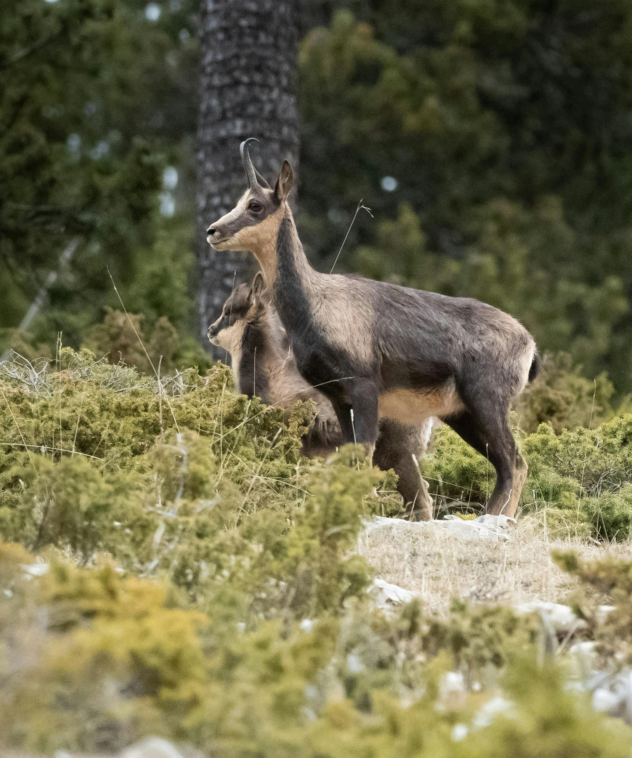 Photo of the Alpine Chamois · Free Stock Photo