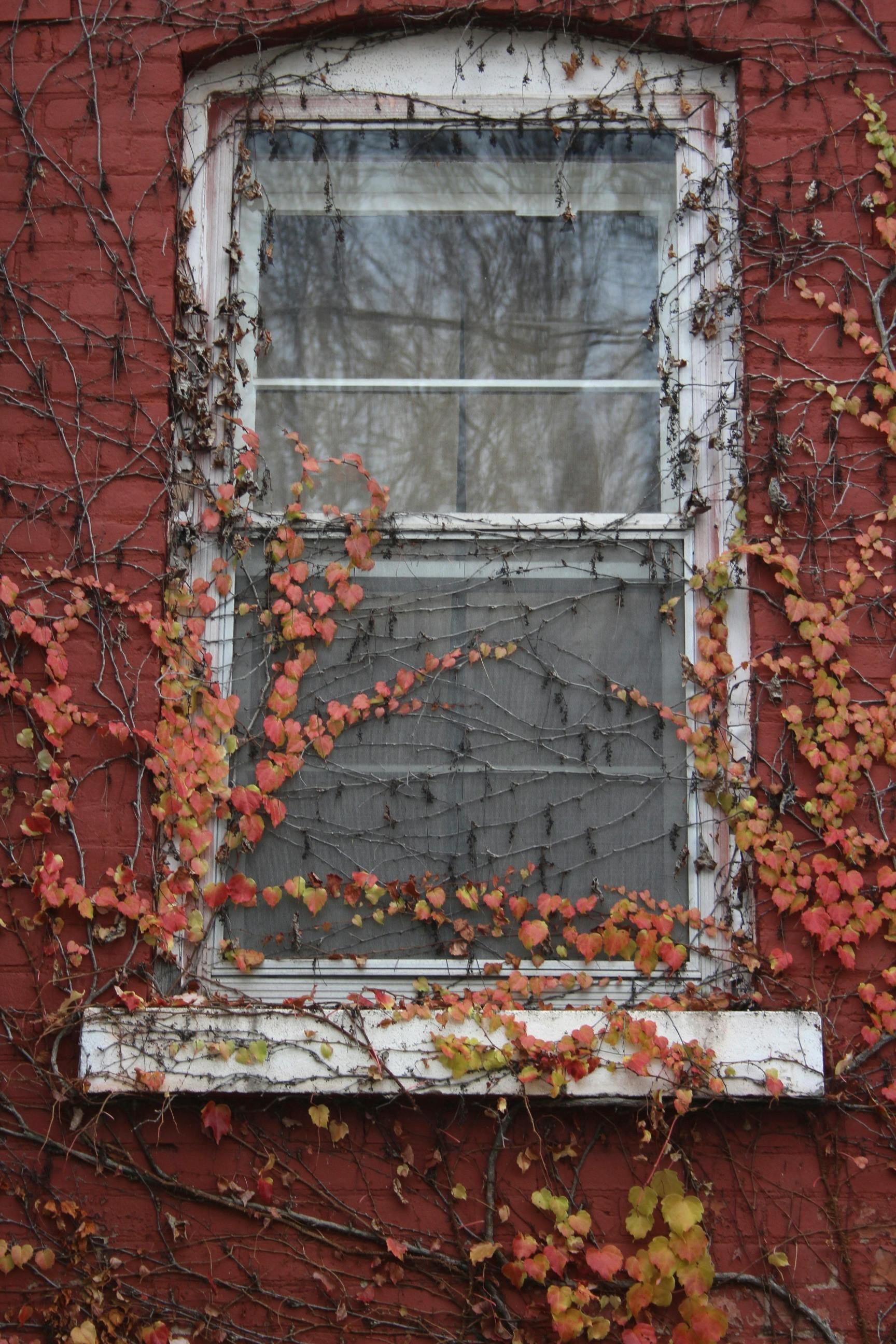 Photo of Window With Vine Plants · Free Stock Photo