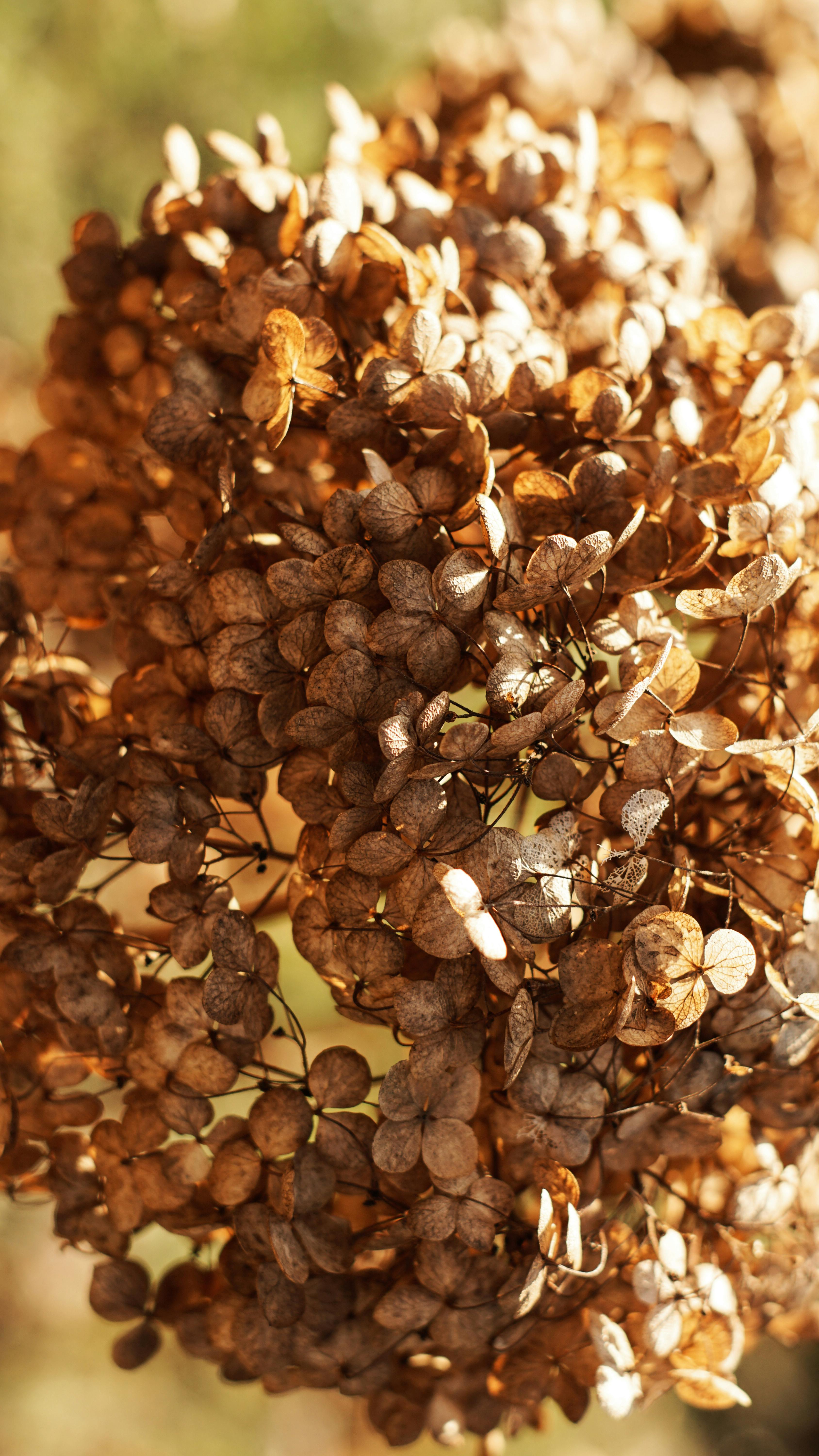 Close-up of Dried Flowers · Free Stock Photo