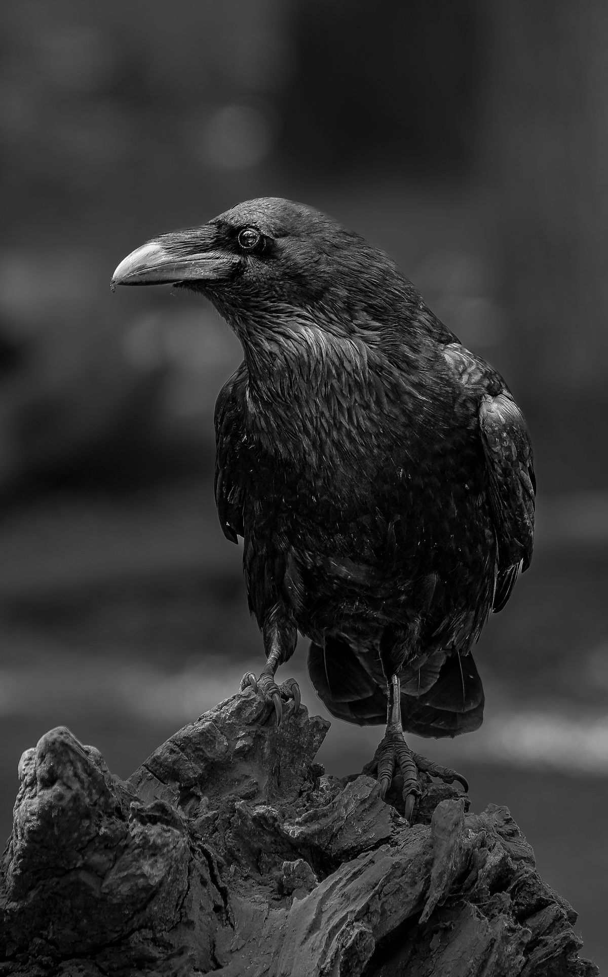 Raven Wallpaper Photos, Download The BEST Free Raven Wallpaper Stock ...