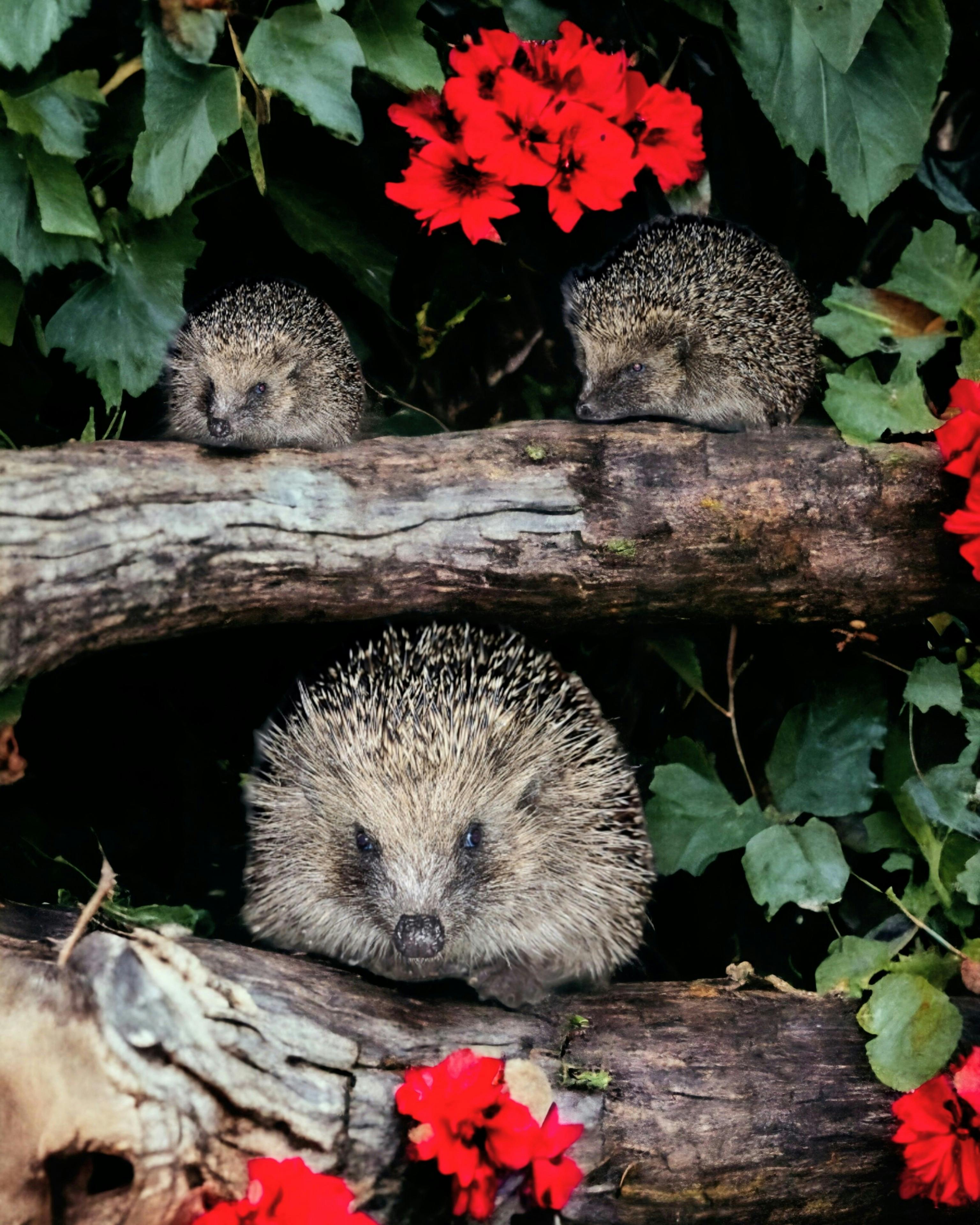 Hedgehogs on Tree by Red Flowers · Free Stock Photo
