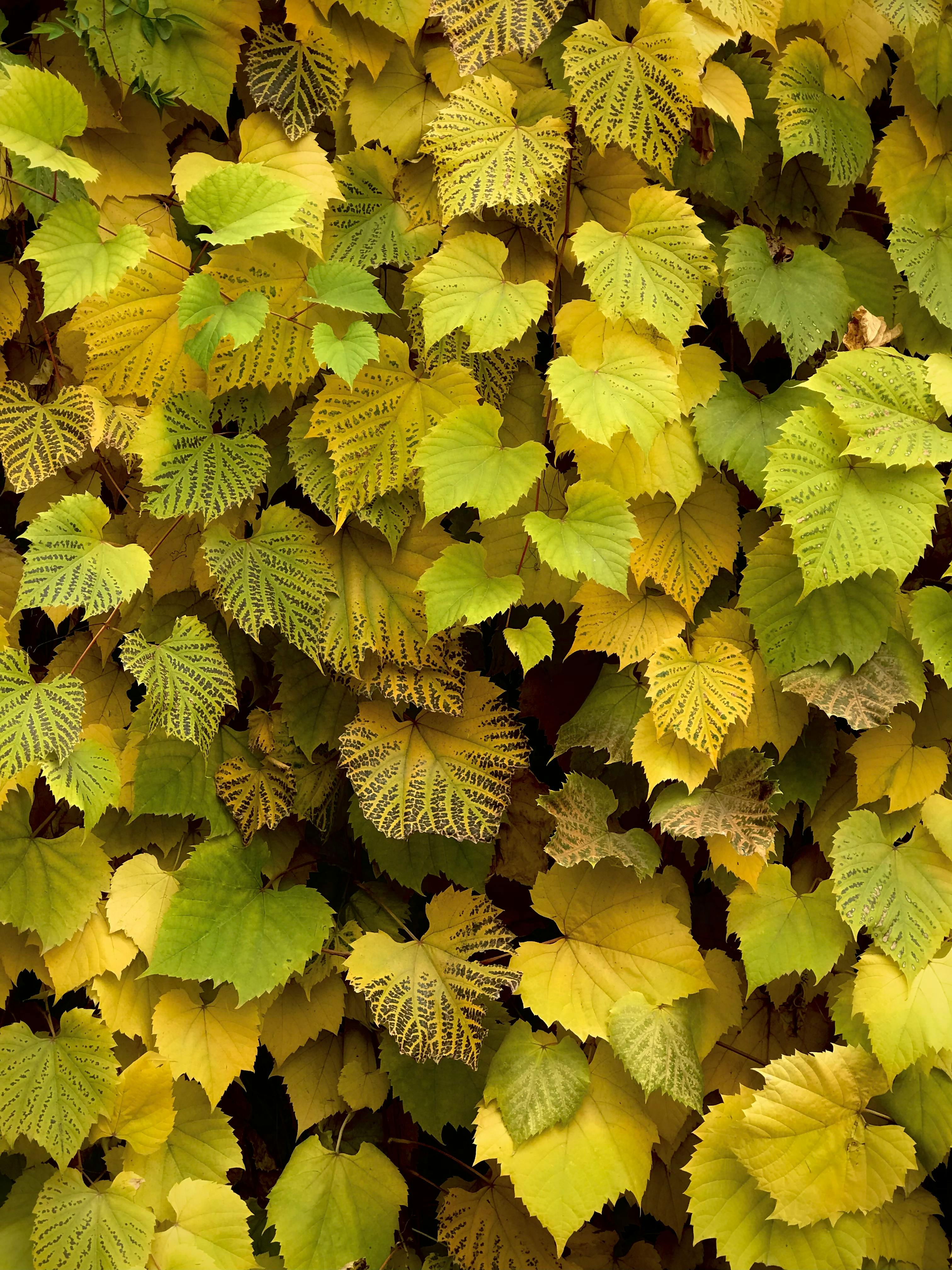 Fall Spa Photos, Download The BEST Free Fall Spa Stock Photos & HD Images