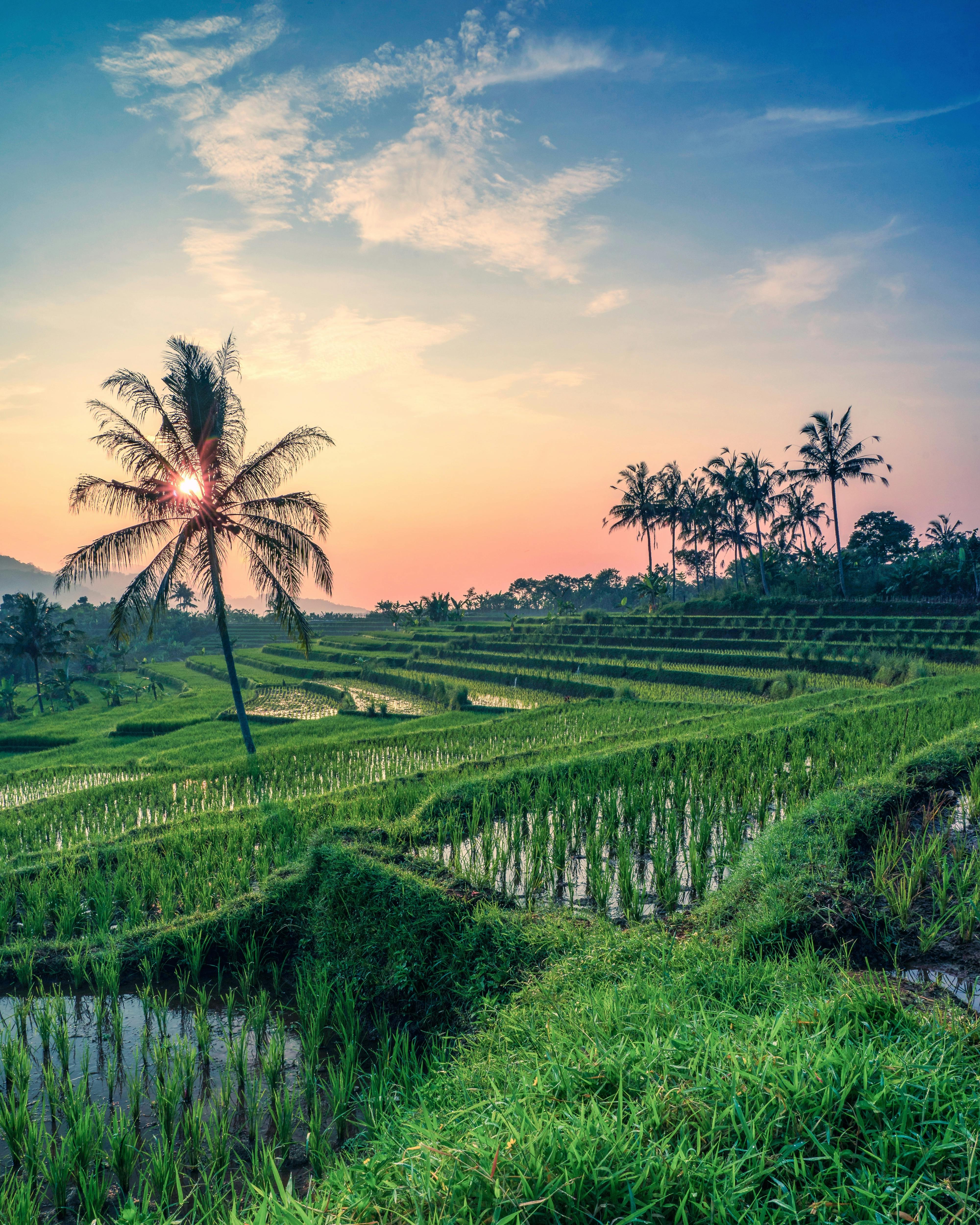 Aerial View of Terraced Rice Fields in Bali · Free Stock Photo
