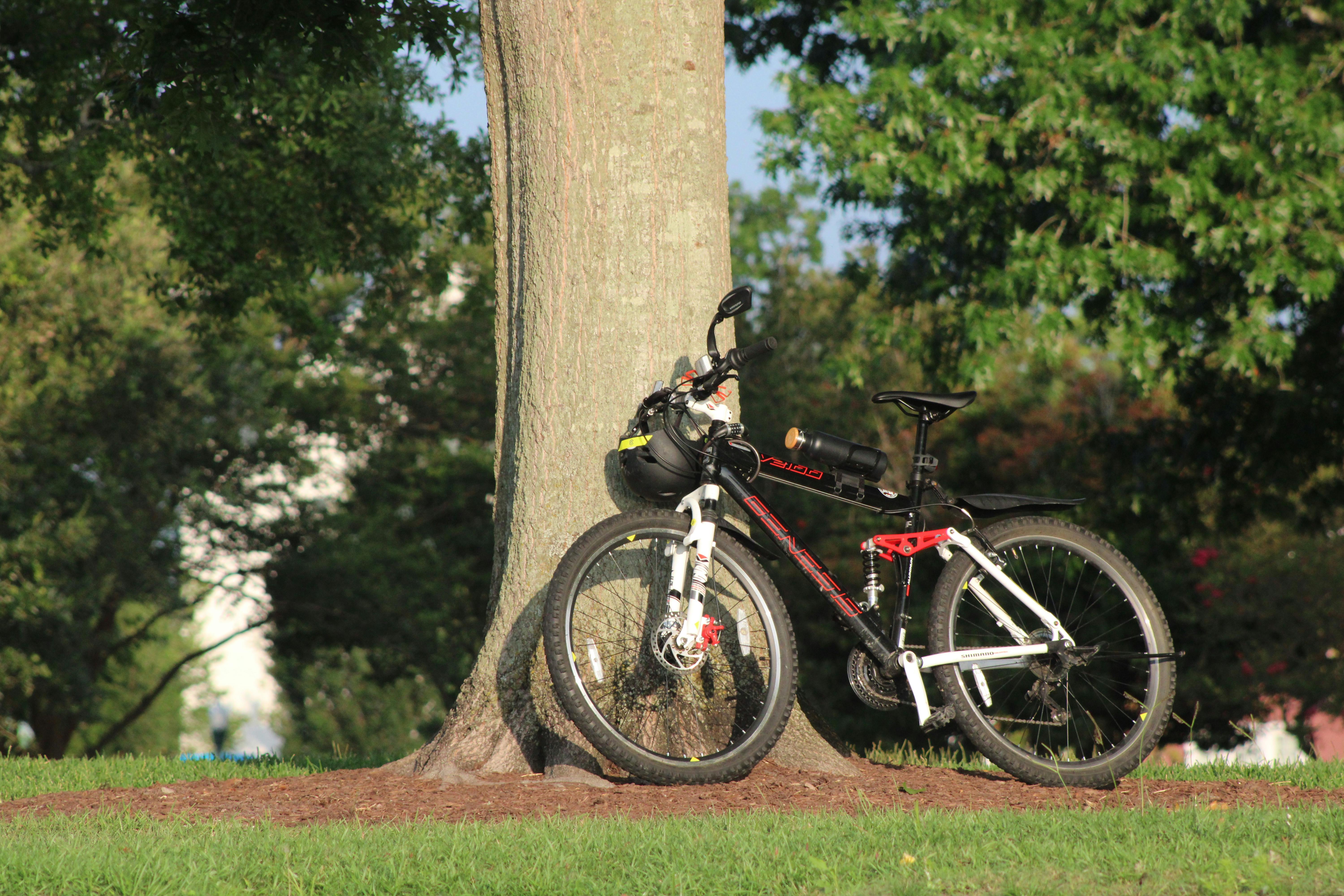 Bicycle Leaning against Tree in Park · Free Stock Photo