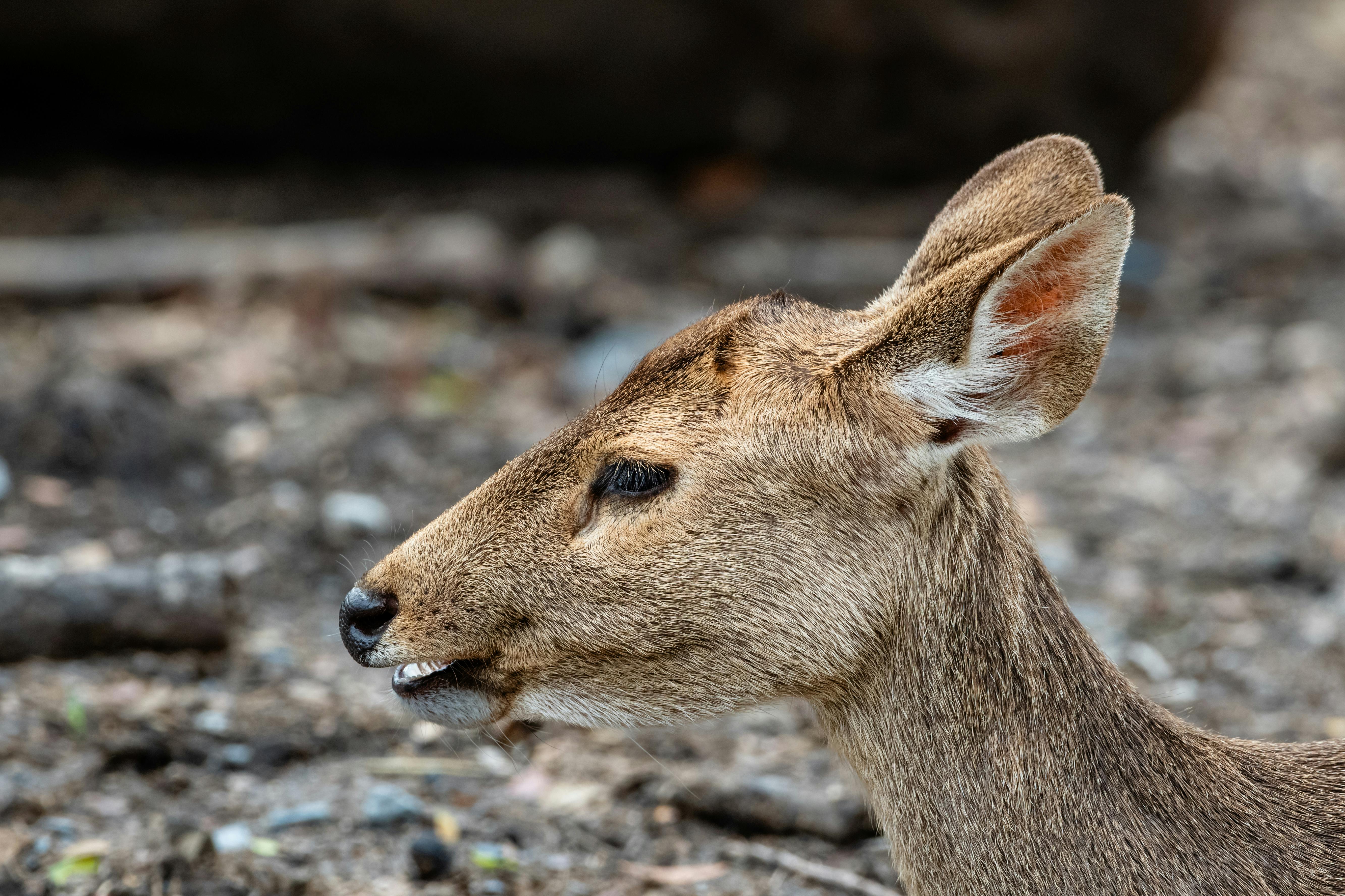 Portrait of a Deer · Free Stock Photo