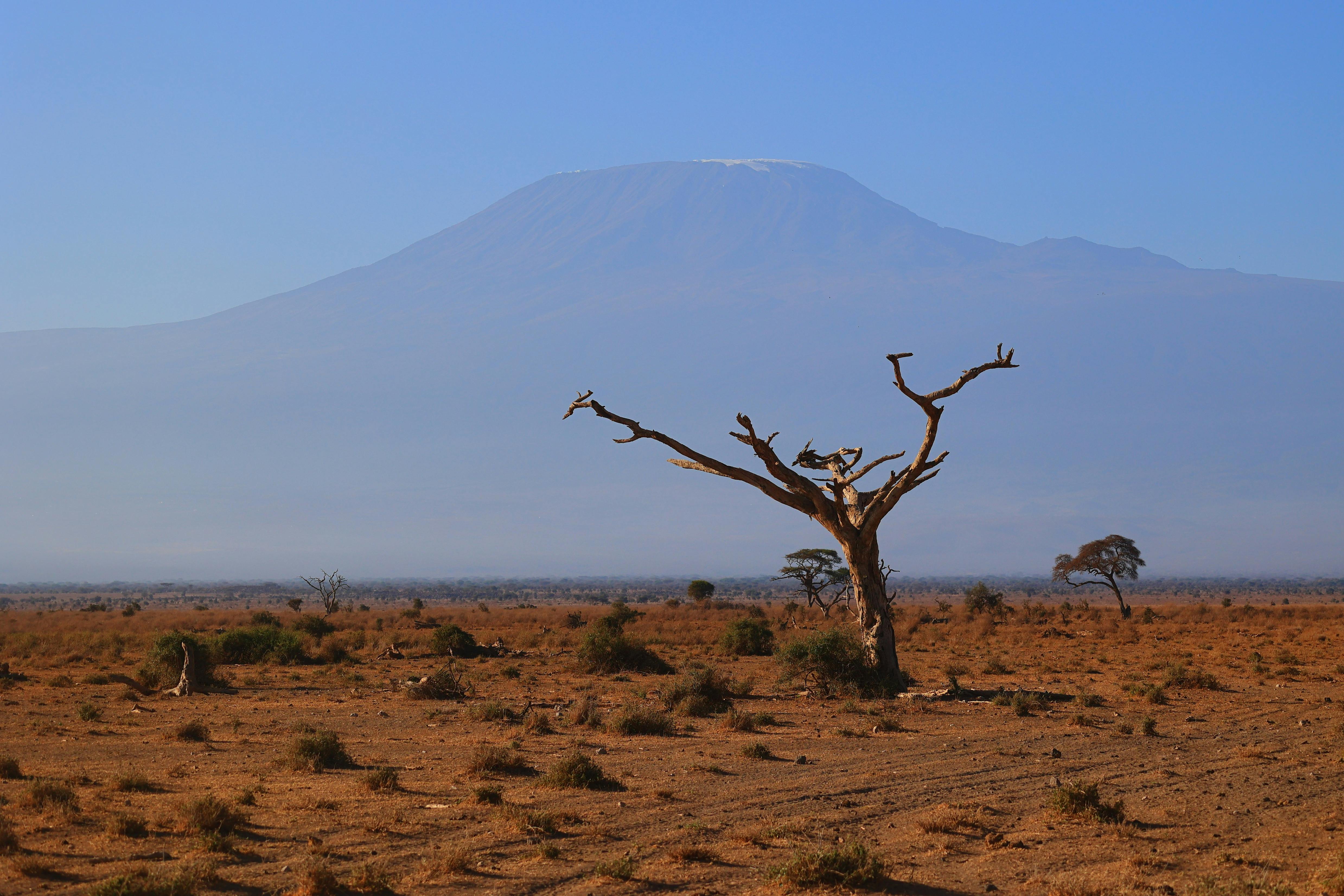 Withered Tree on Desert · Free Stock Photo