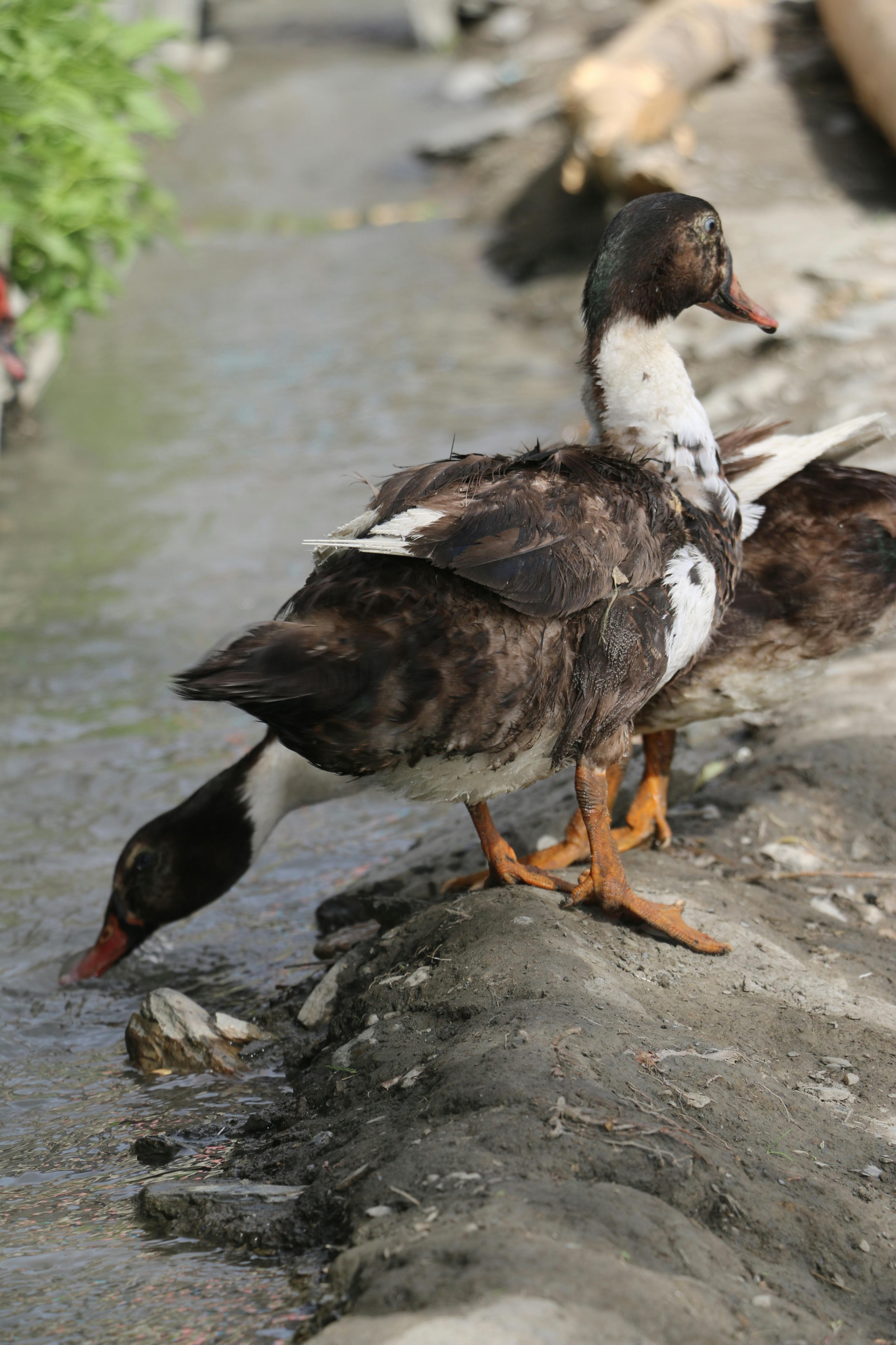 Anime Ducks Photos, Download The BEST Free Anime Ducks Stock Photos ...