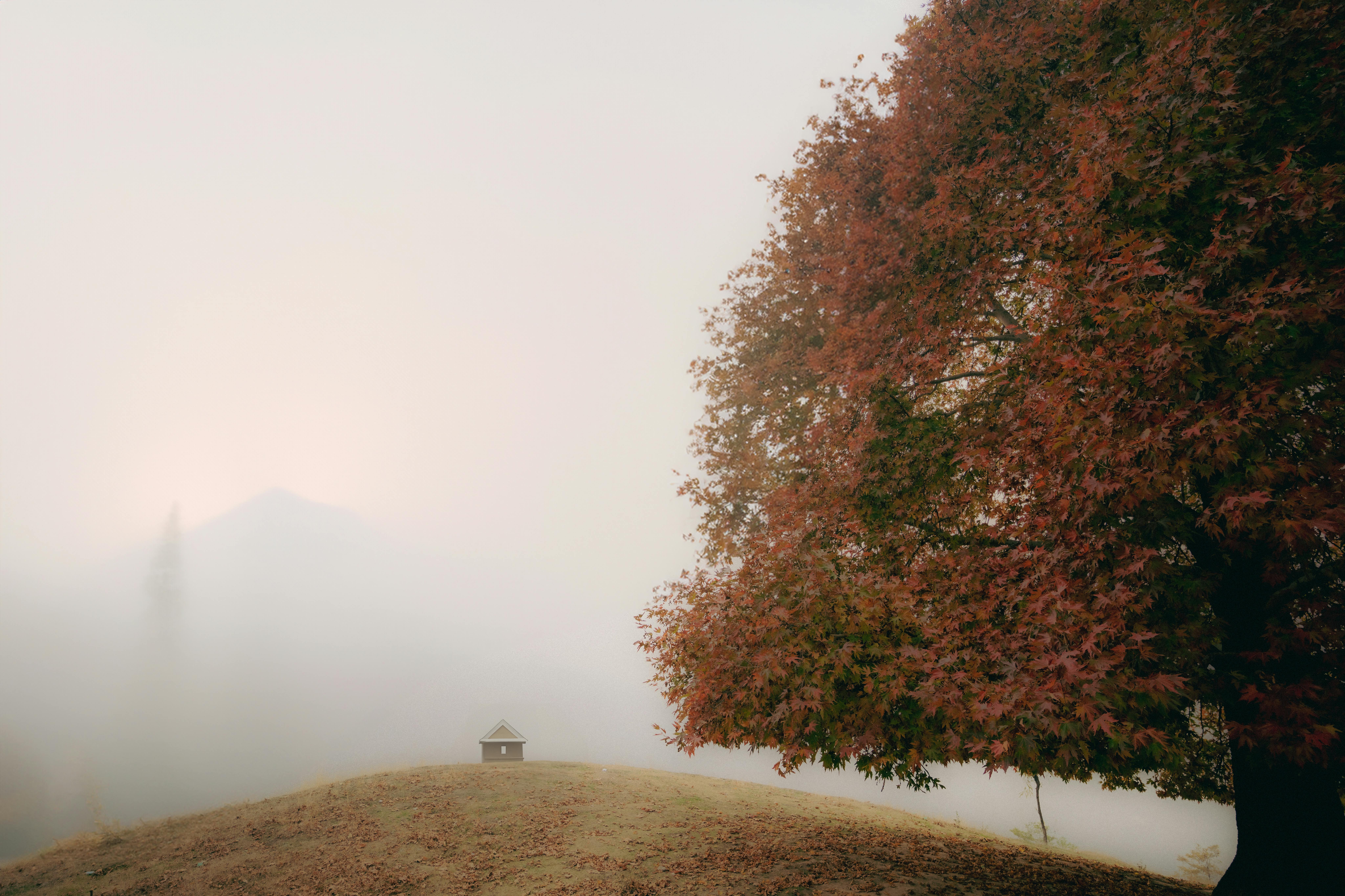 Foggy Autumn Landscape with a Maple Tree and a Wooden Hut · Free Stock ...