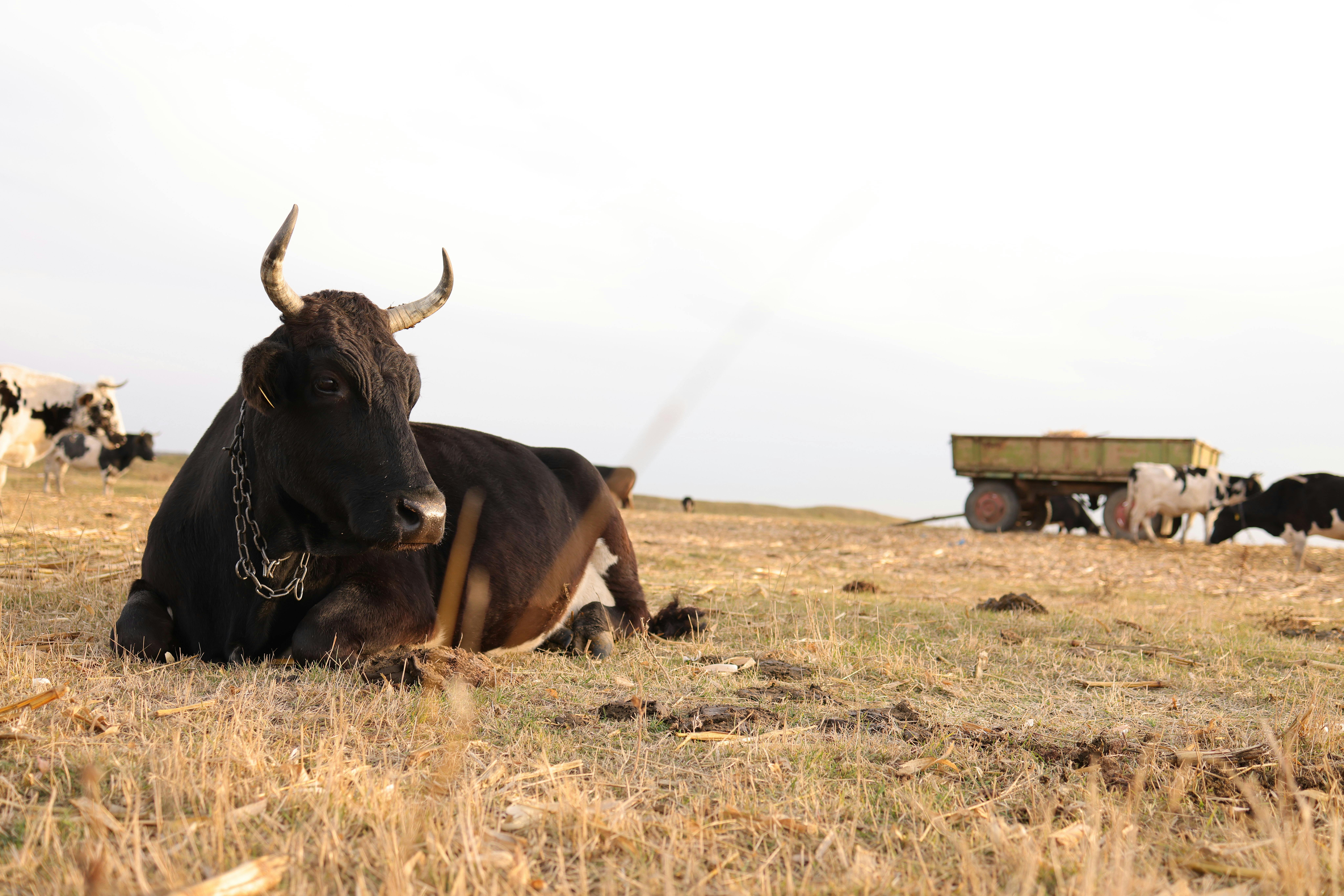 Foto de stock gratuita sobre agrícola, agricultura, agronomía, al aire ...