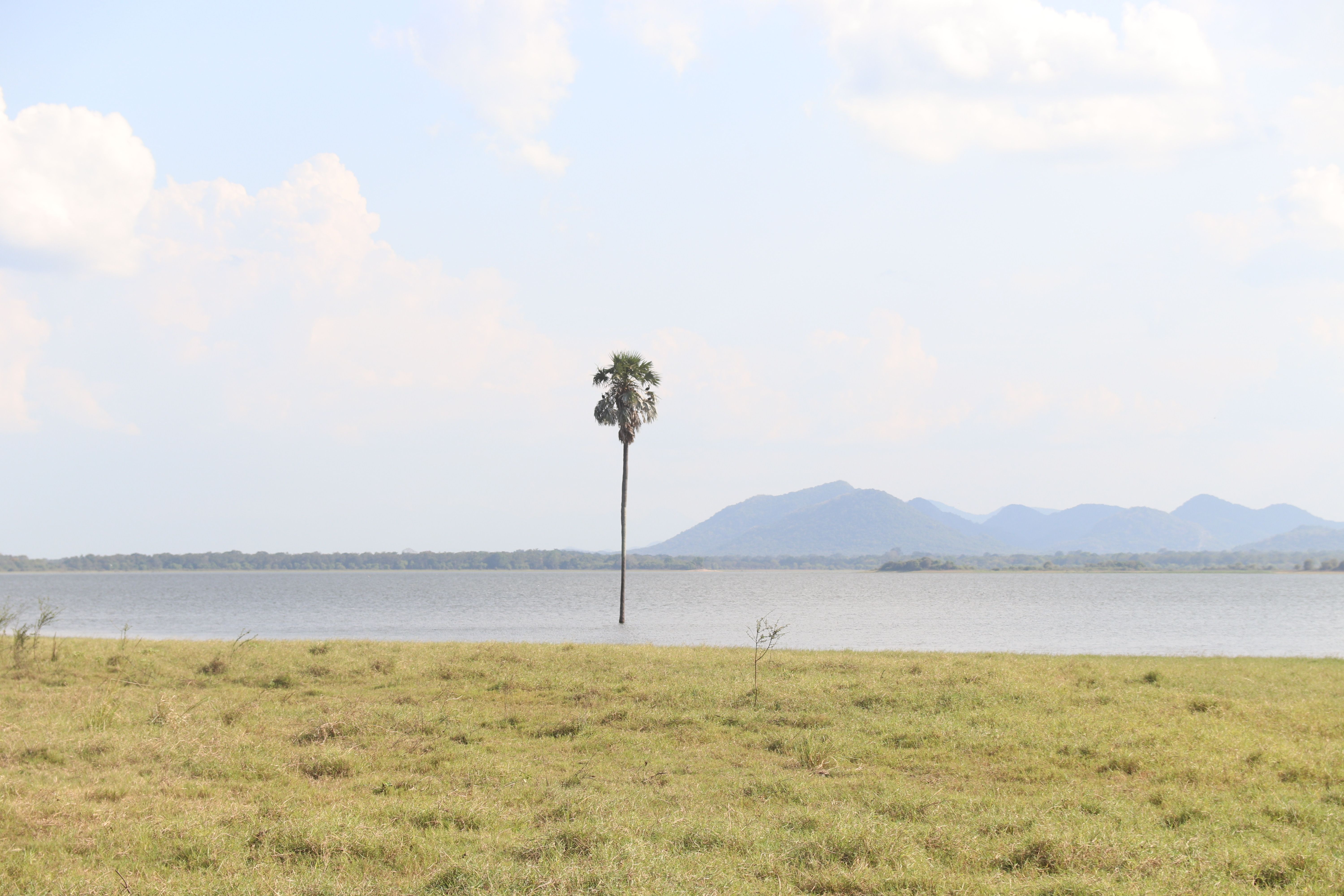 Single Palm Tree on Lakeshore in Countryside · Free Stock Photo