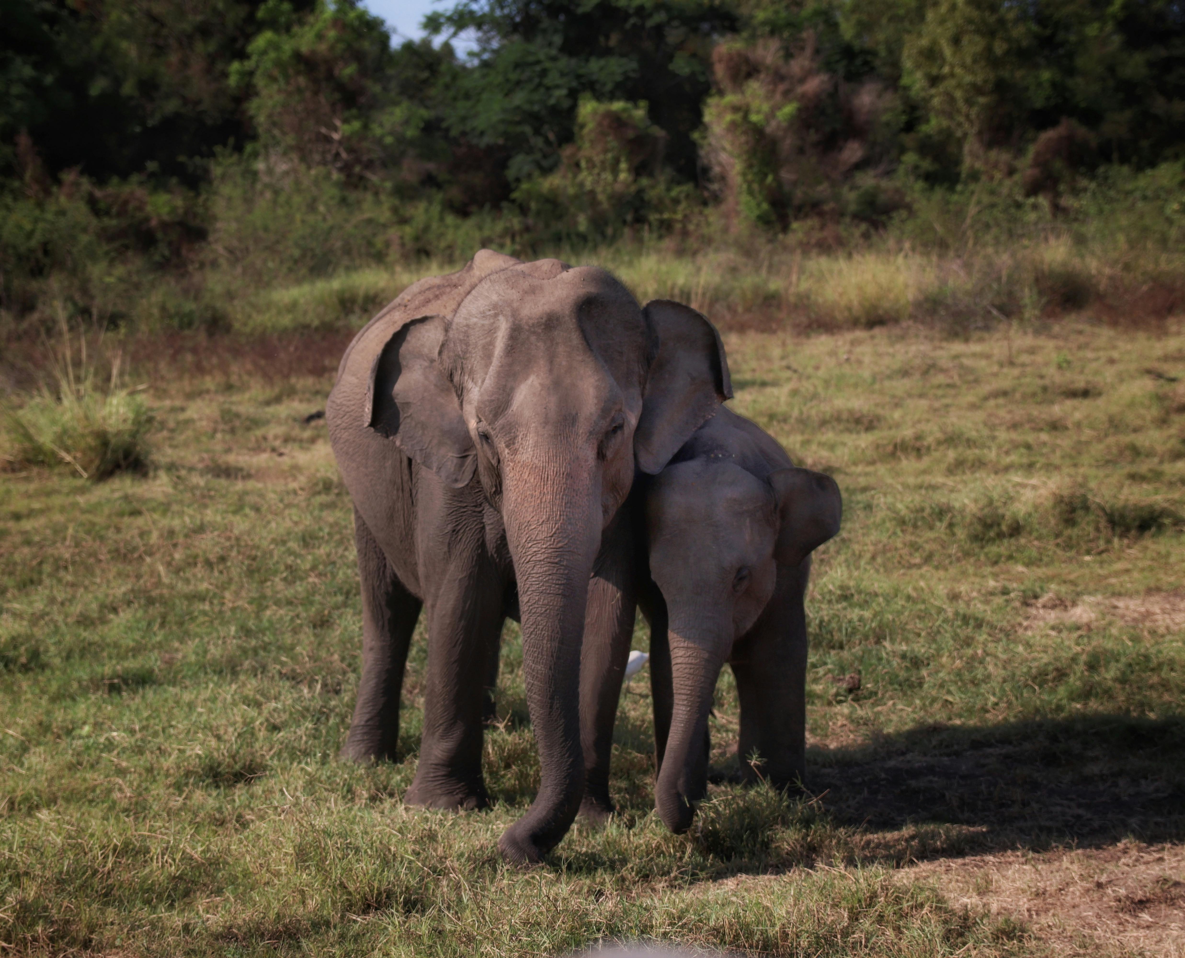Elephants Hugging Photos, Download The BEST Free Elephants Hugging ...