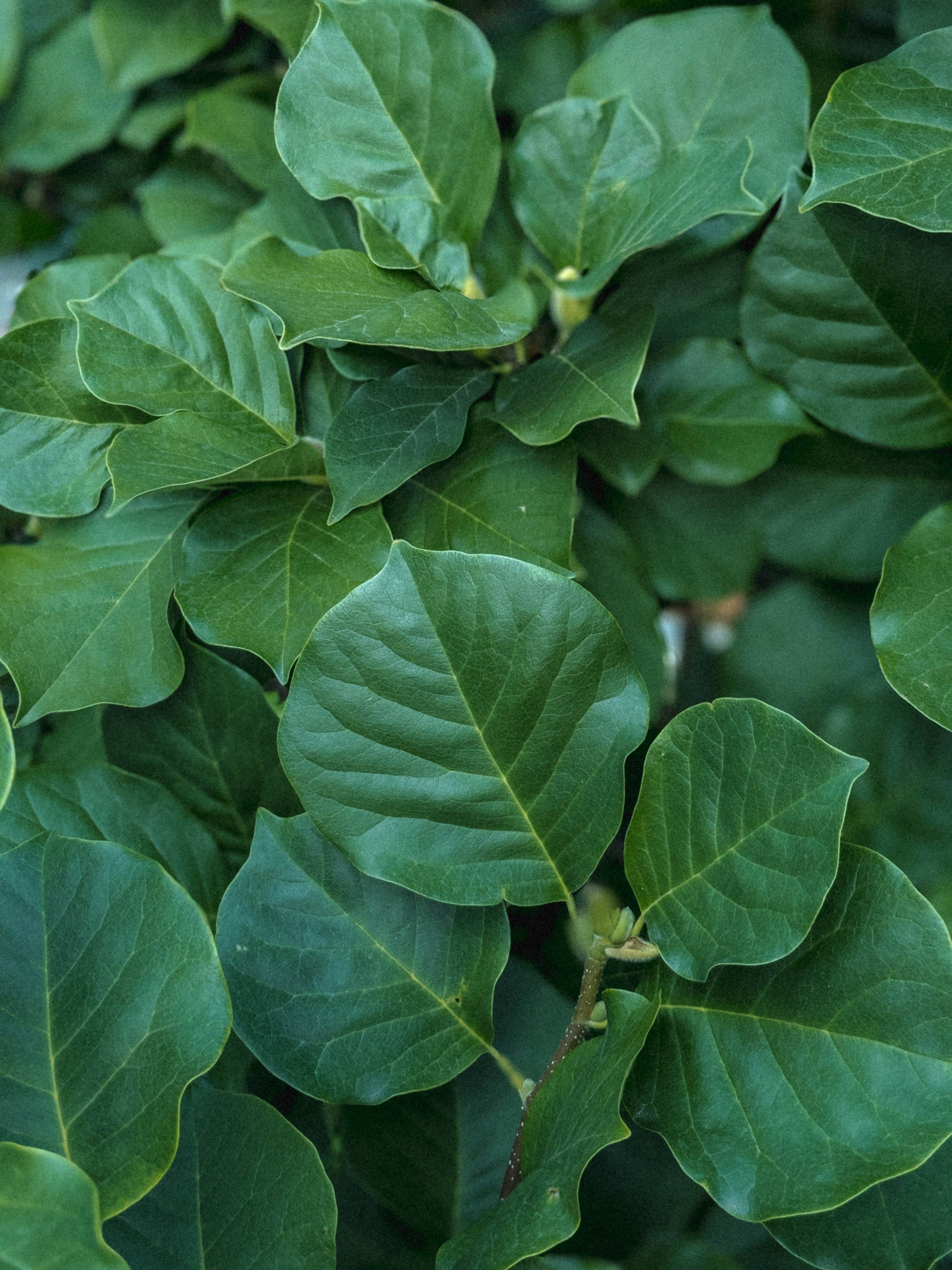 Plant Roca Photos, Download The BEST Free Plant Roca Stock Photos & HD ...