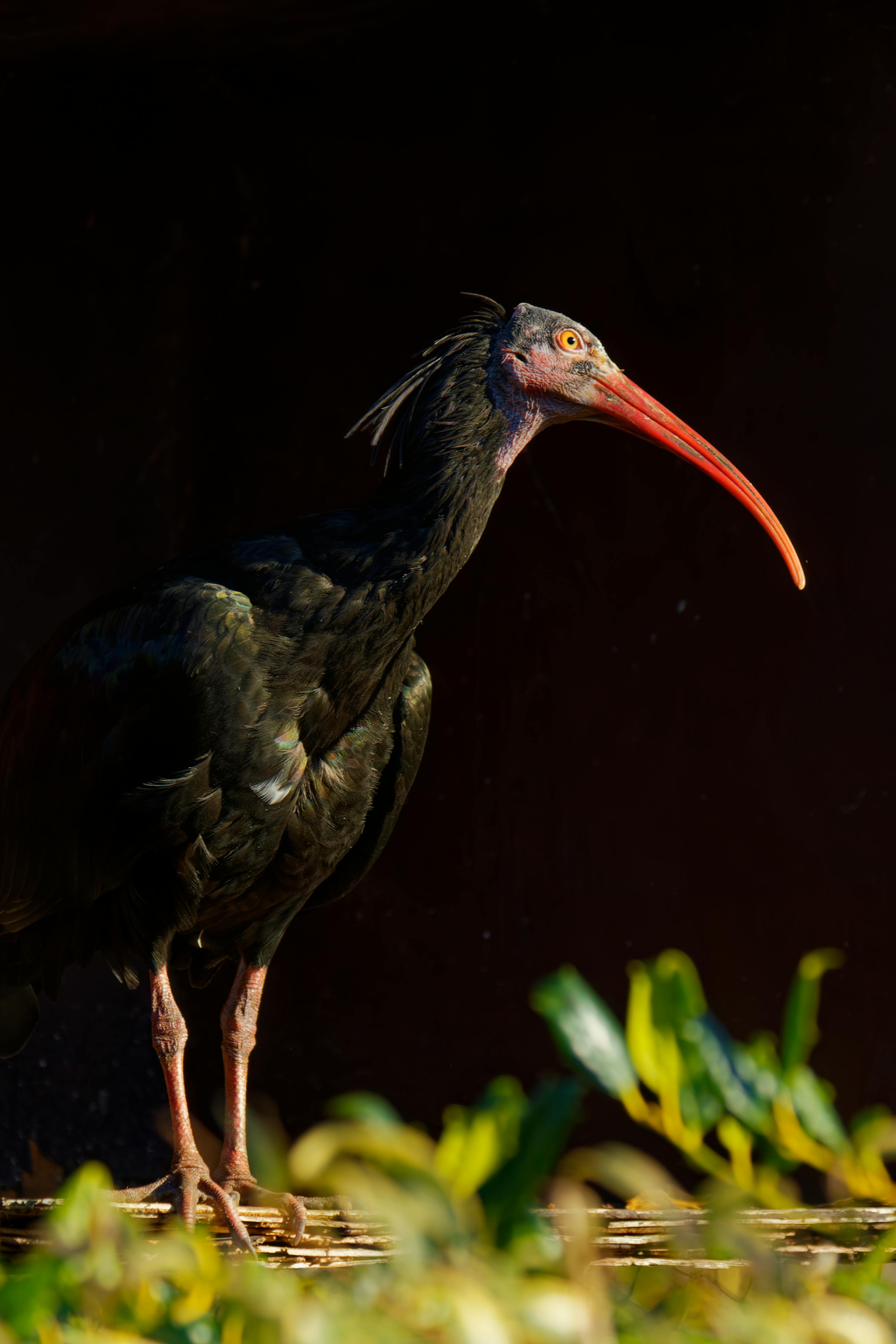 Close up of Northern Bald Ibis · Free Stock Photo