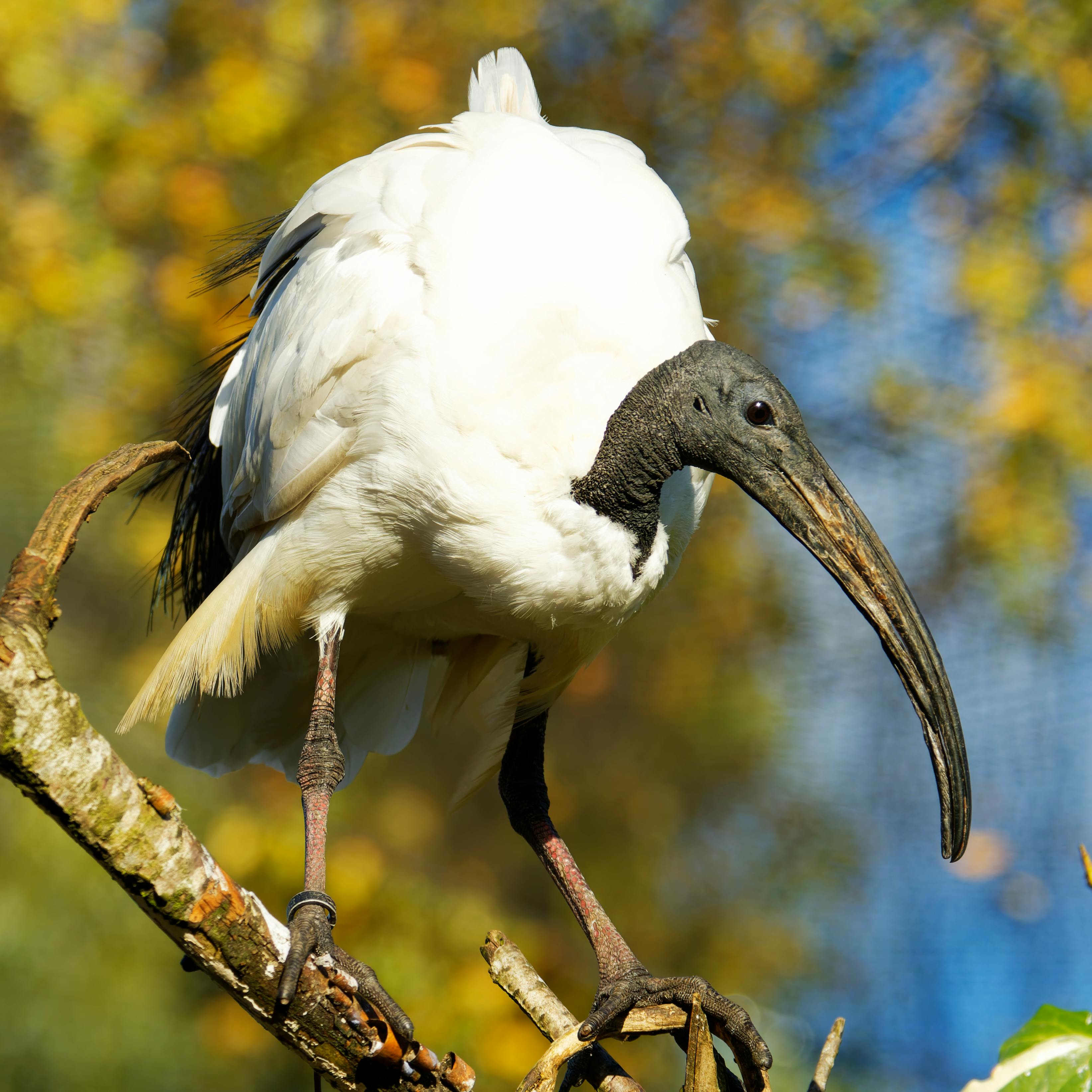 Close up of Malagasy Sacred Ibis · Free Stock Photo