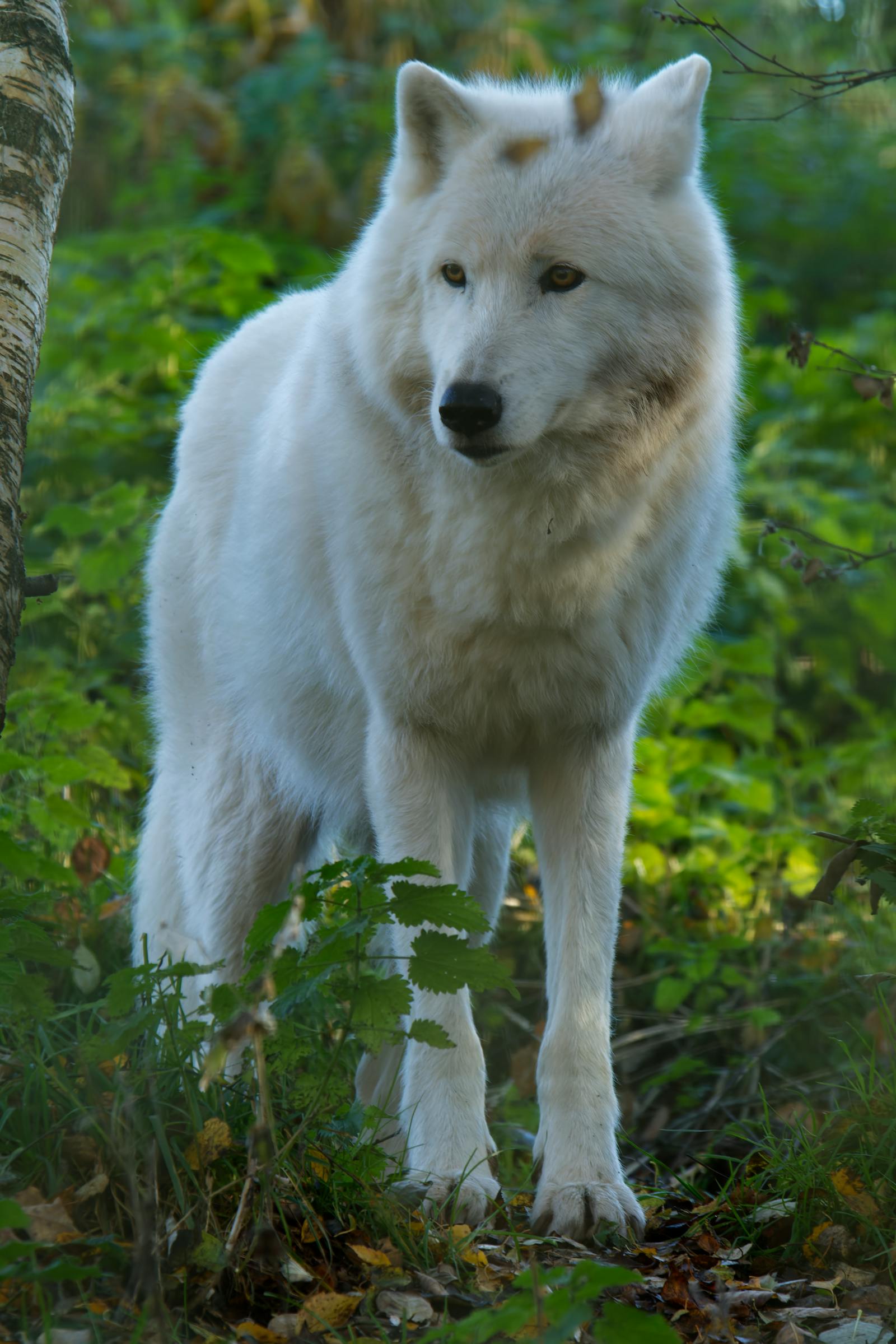 White Wolf Photos, Download The BEST Free White Wolf Stock Photos & HD ...