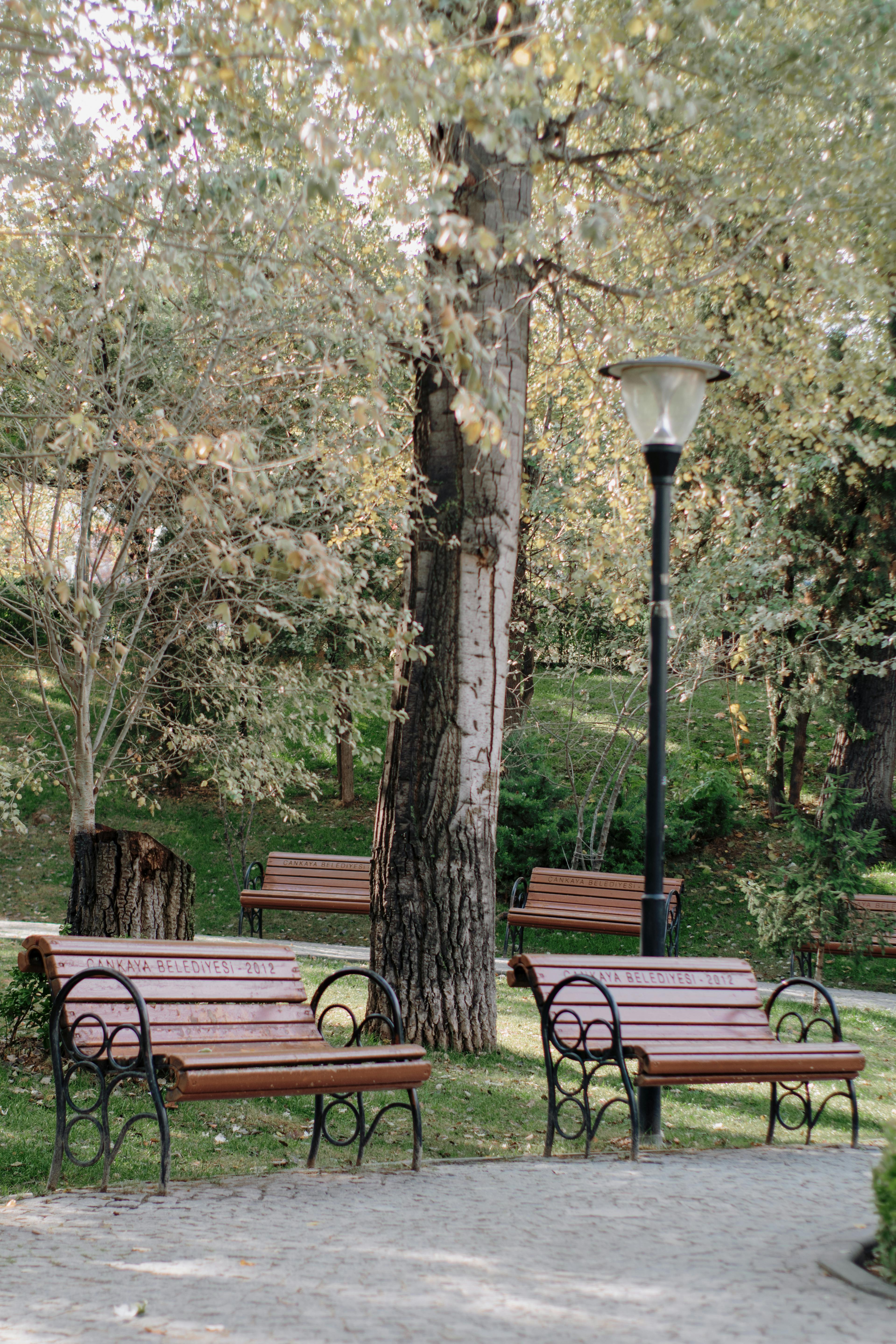 Wooden Benches under Tree in Park · Free Stock Photo