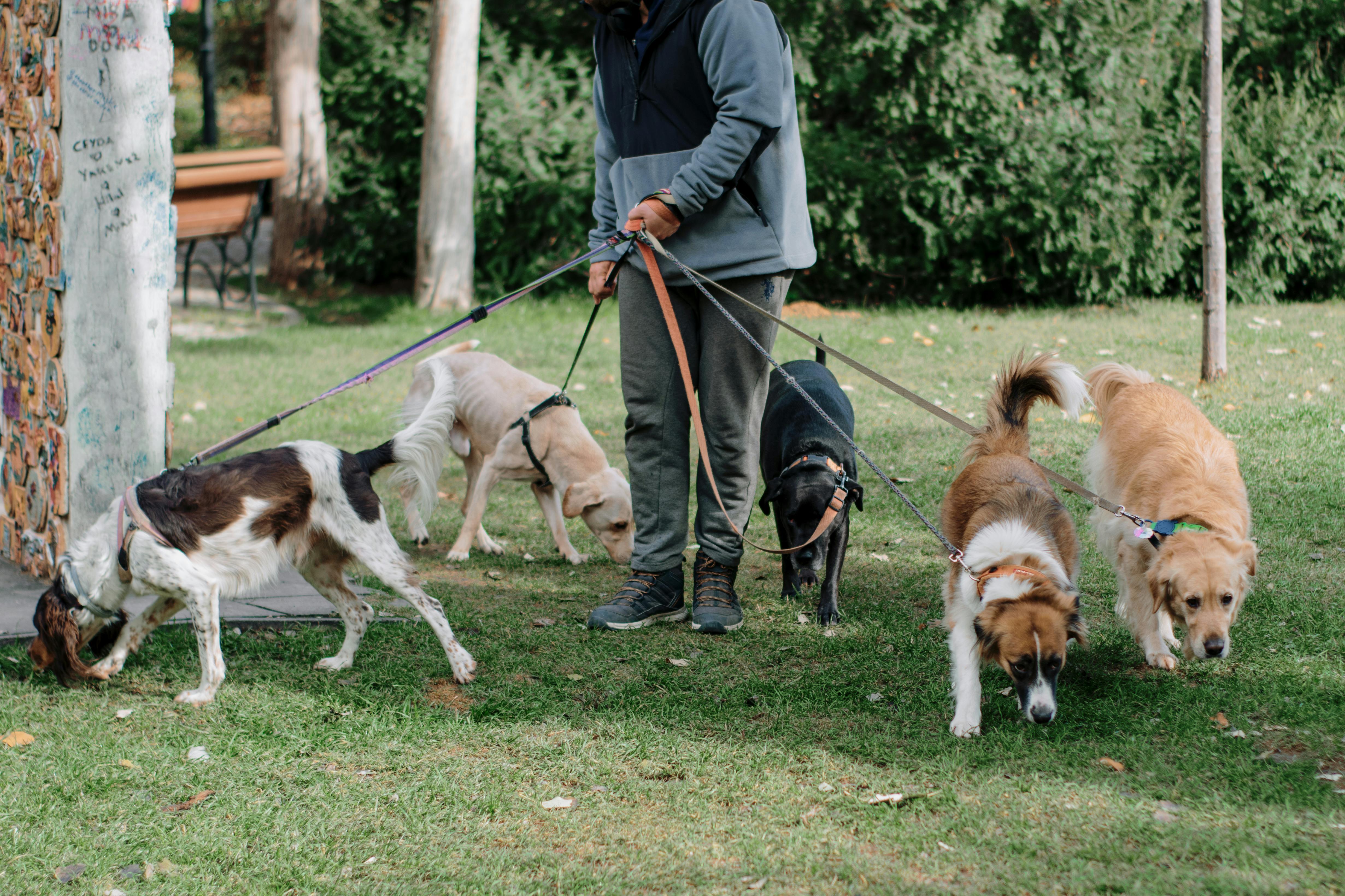 A man walking several dogs in a park · Free Stock Photo