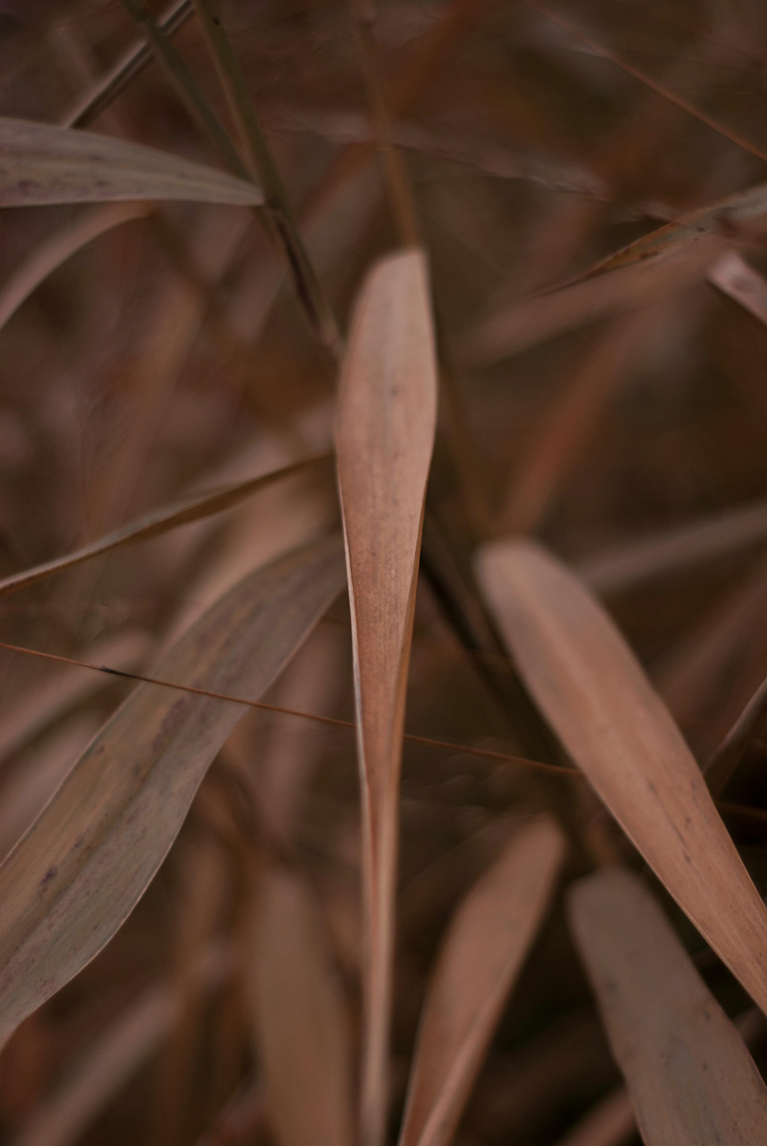Close-up of a Maroon Plant Leaf · Free Stock Photo