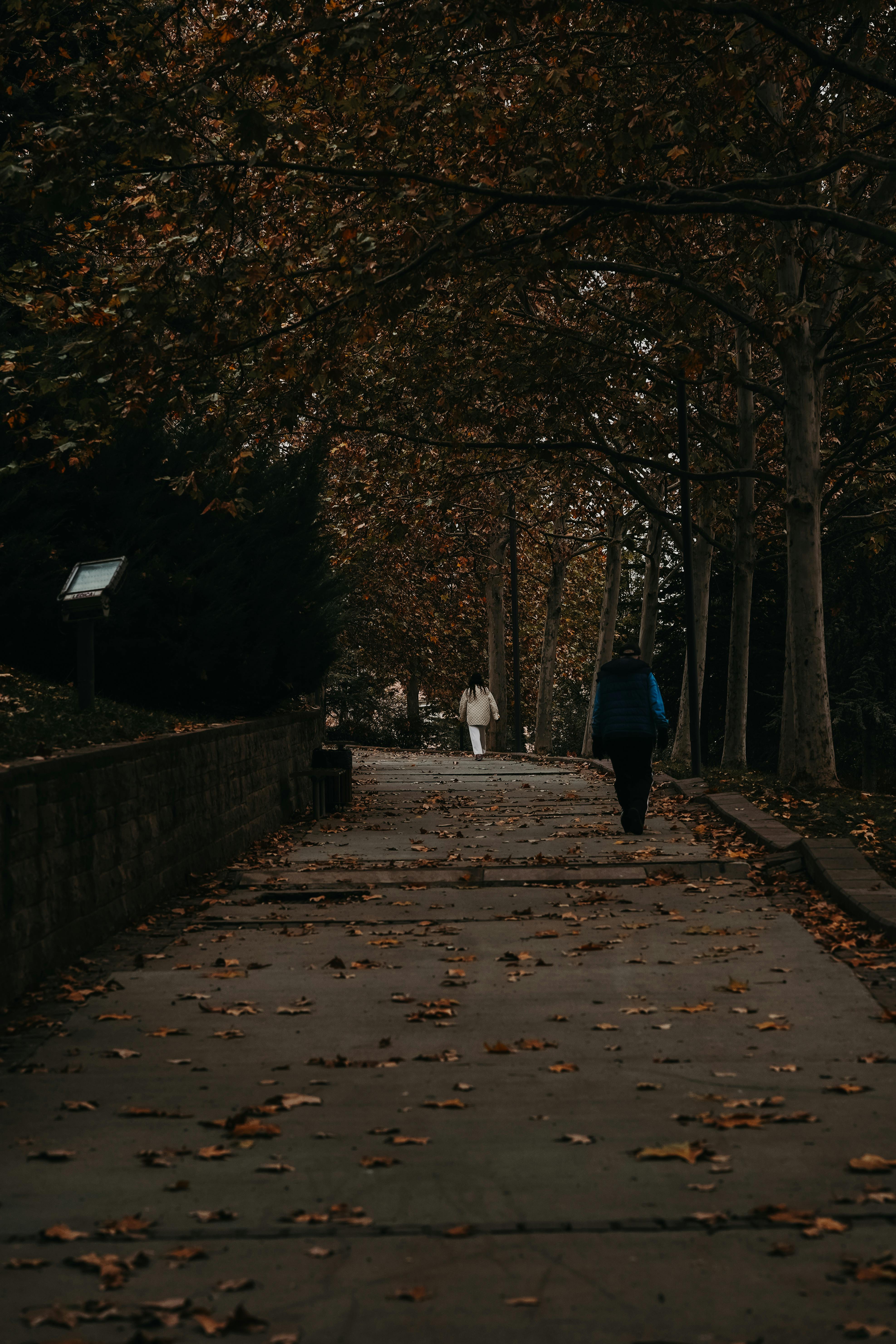 Person Walking at Park in Autumn · Free Stock Photo