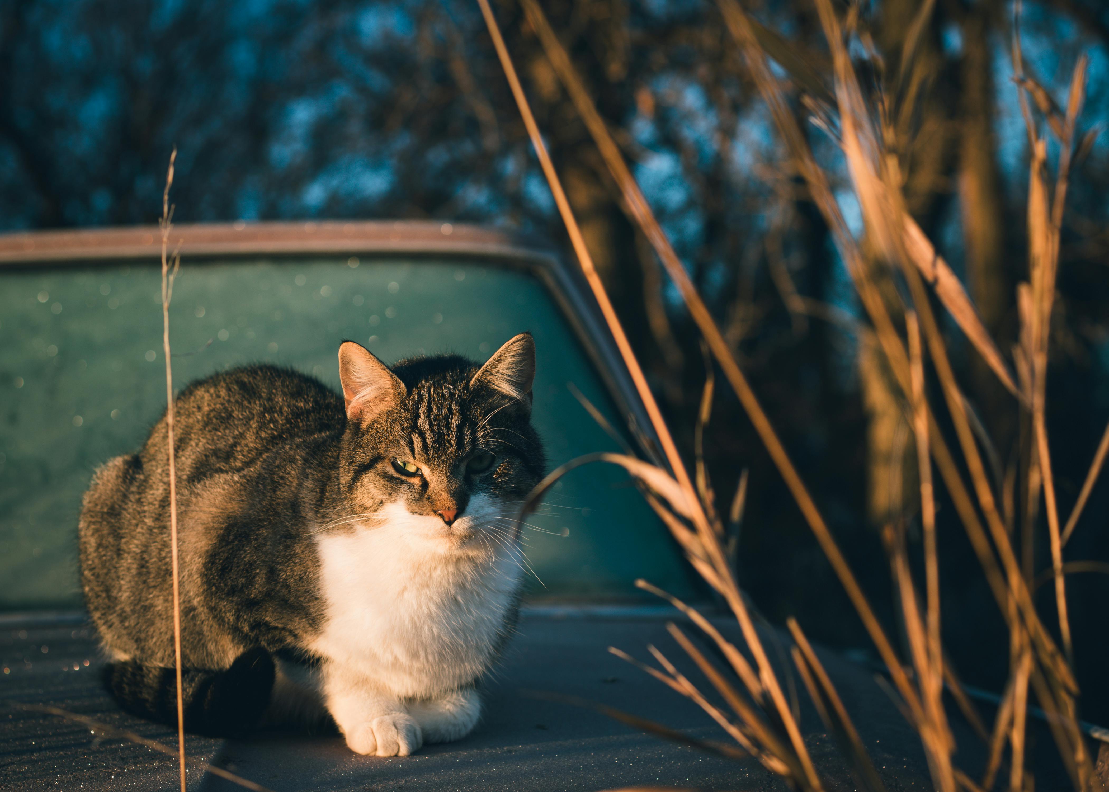Cat on Car · Free Stock Photo