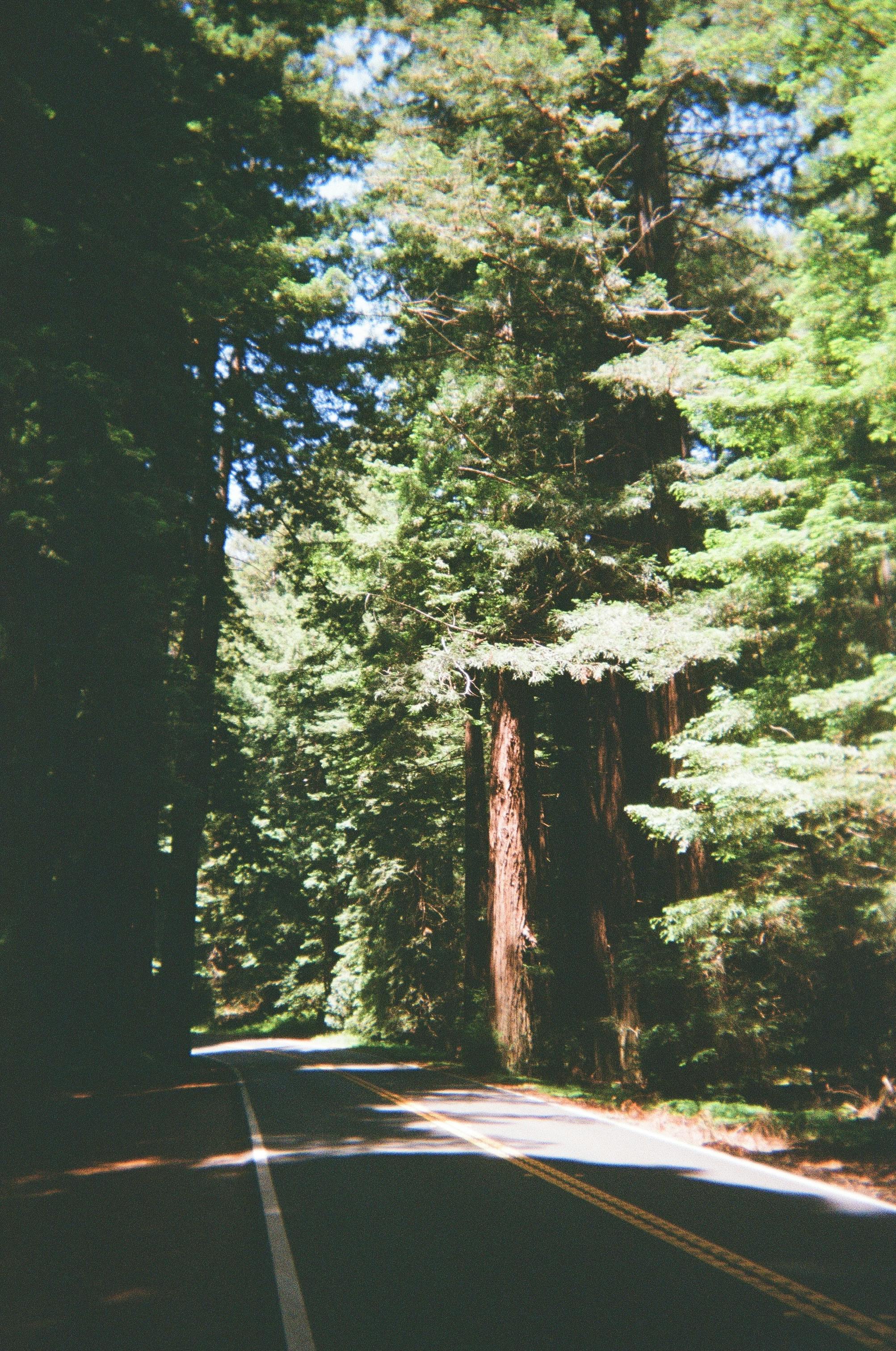 Green Trees around Road in Forest · Free Stock Photo