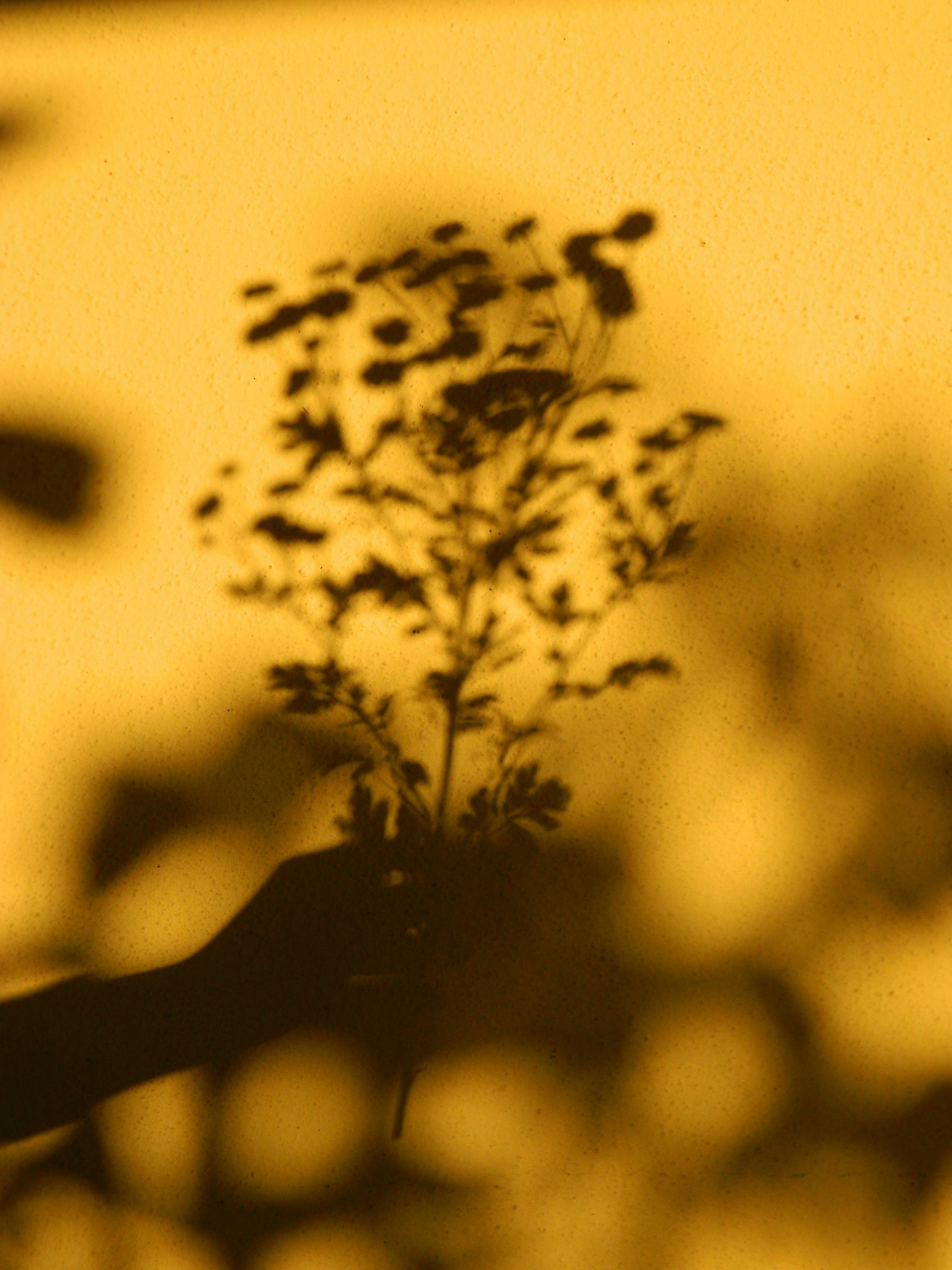 Hand Holding Flowers at Golden Hour · Free Stock Photo