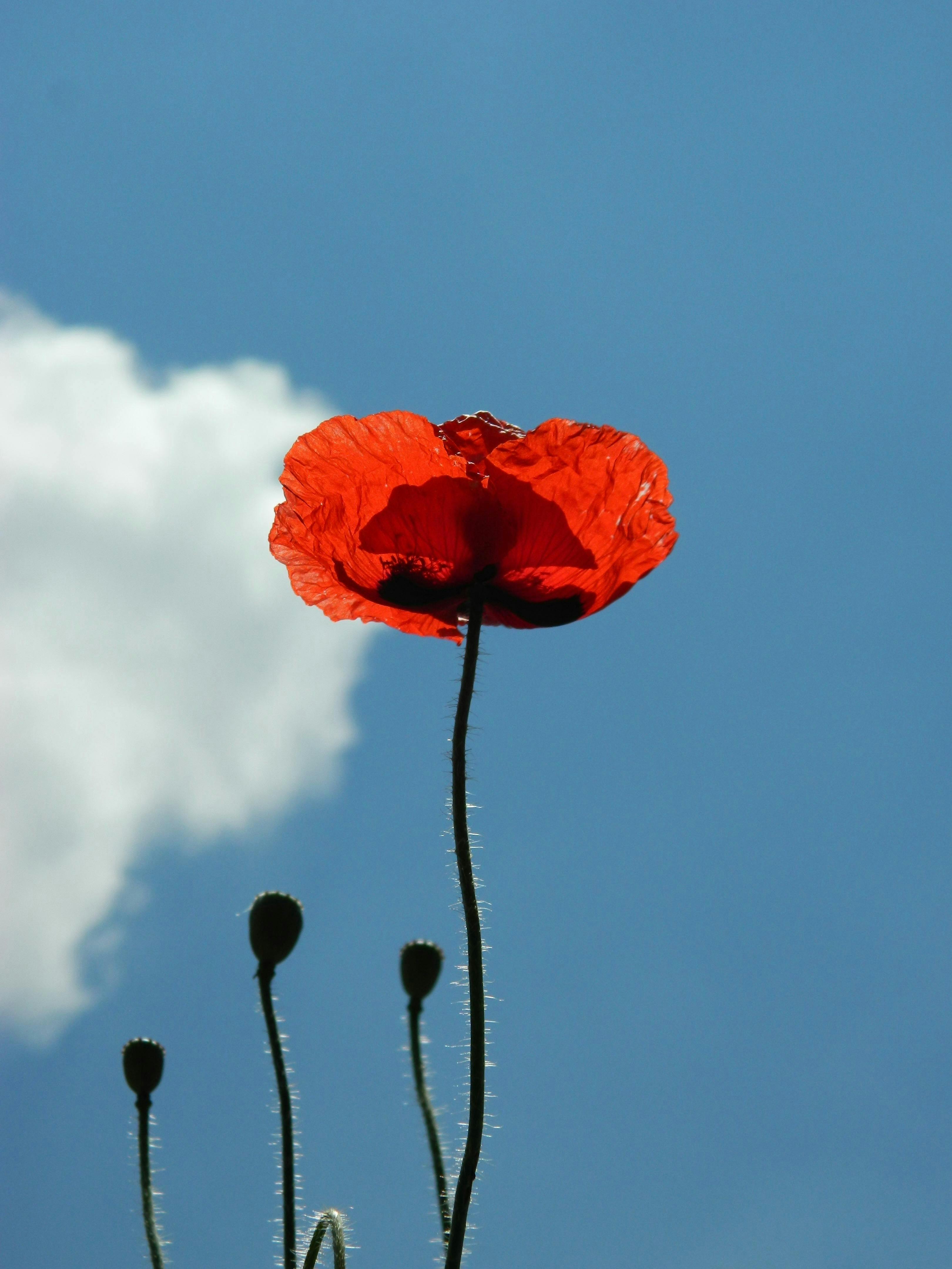 Close up of Poppy Flower · Free Stock Photo