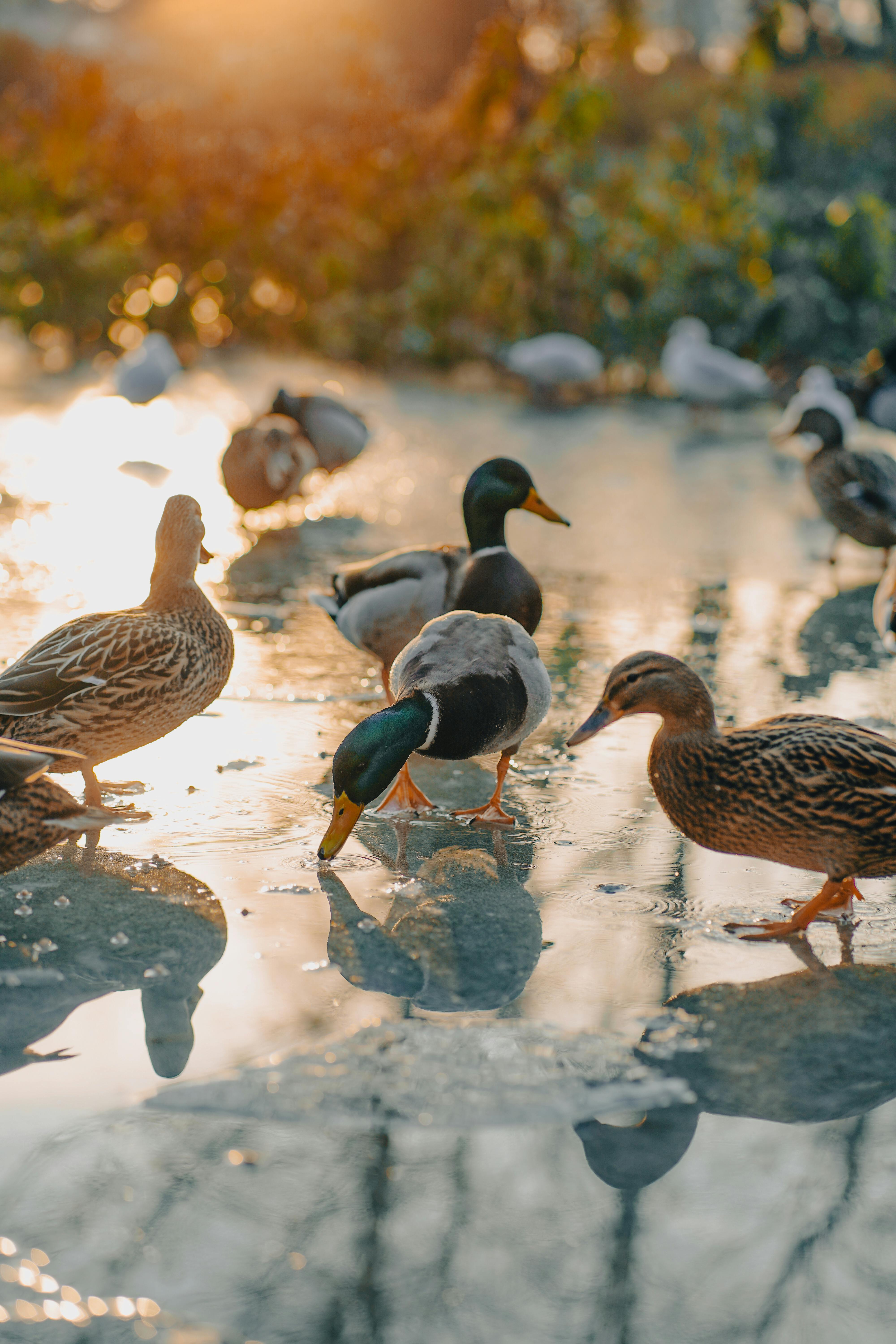 Ducks in a Stream · Free Stock Photo