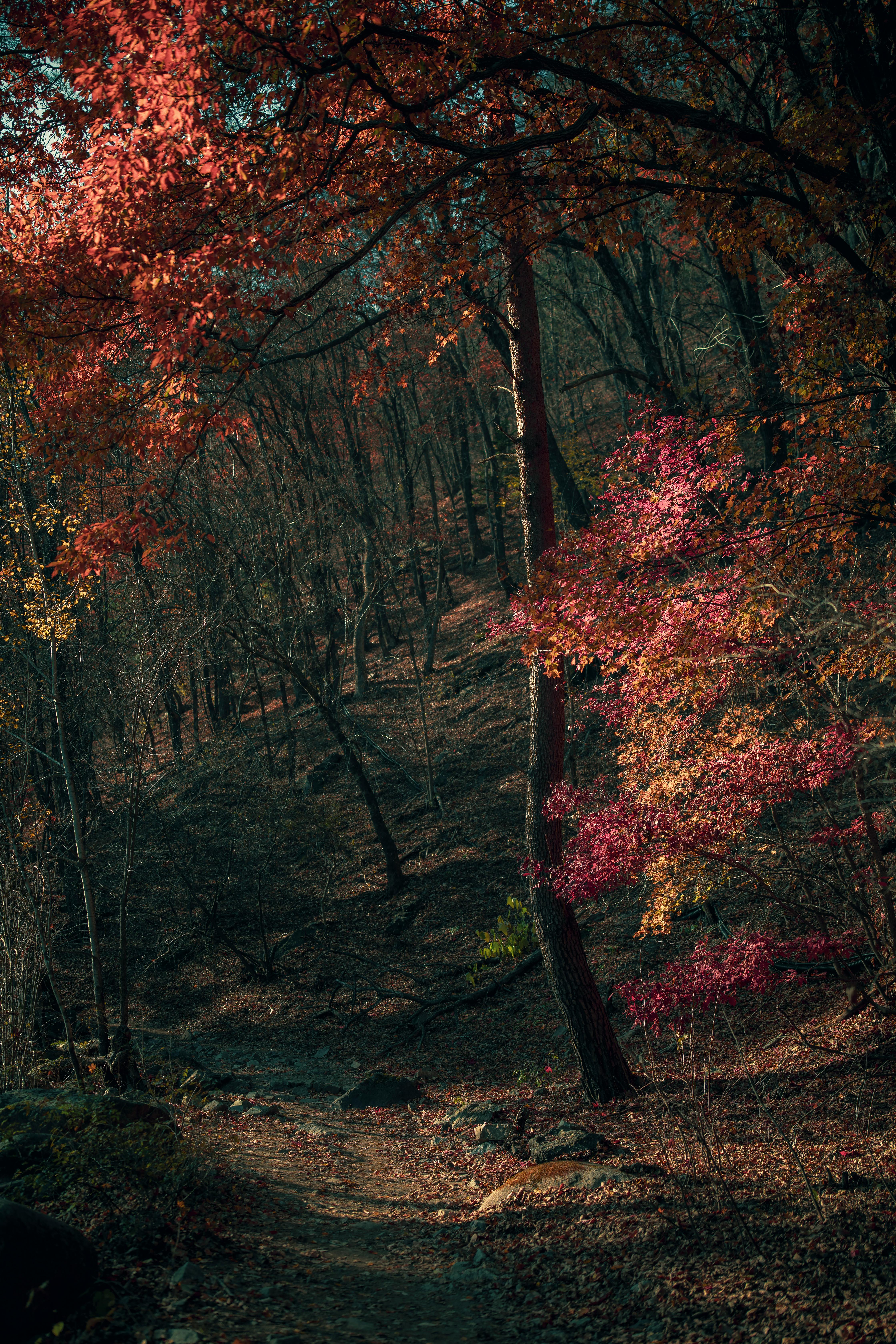 Orange Leaved Trees in Forest during Daytime · Free Stock Photo