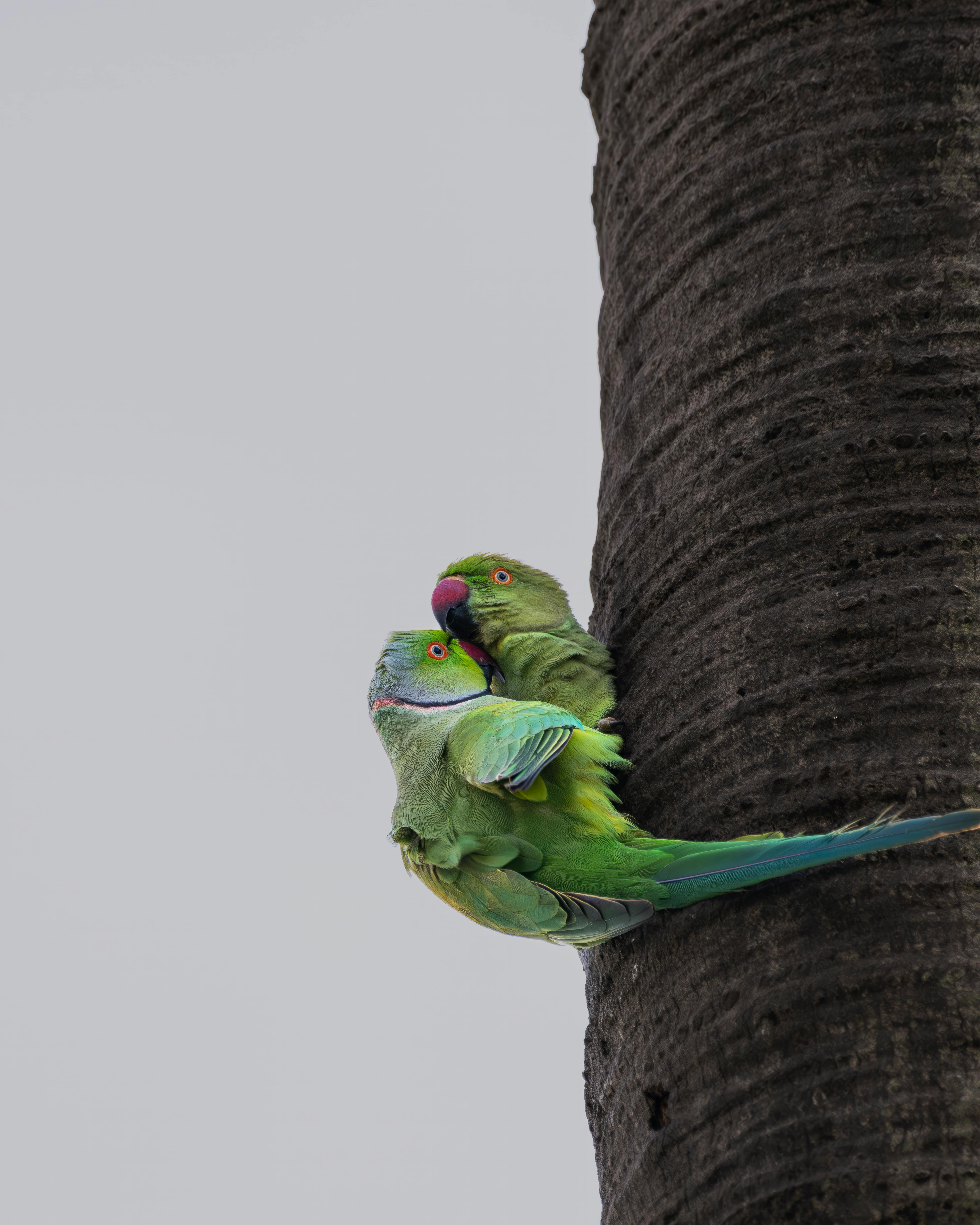 Green Parrots on a Tree · Free Stock Photo