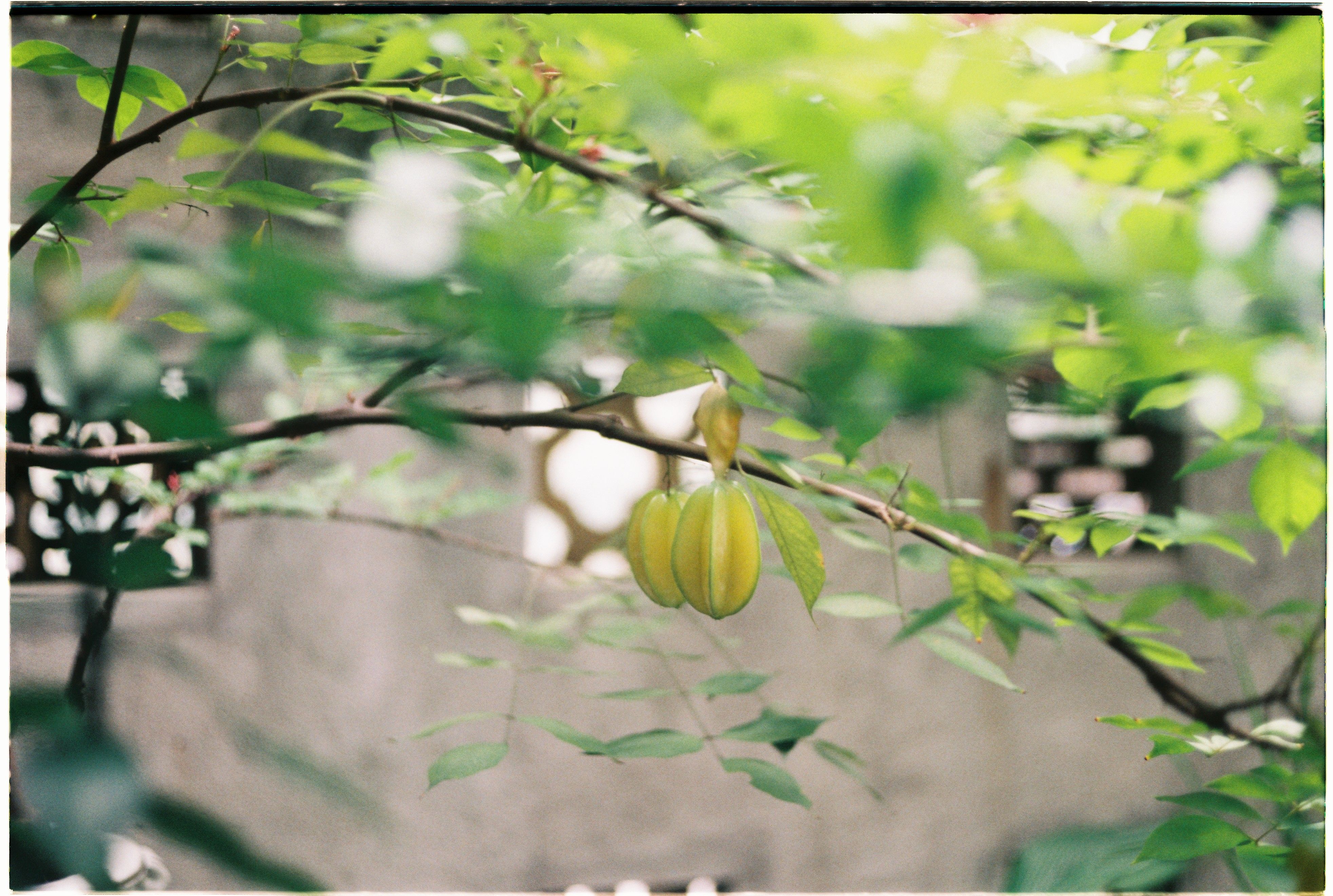 Foto de stock gratuita sobre al aire libre, árbol, árbol frutero ...