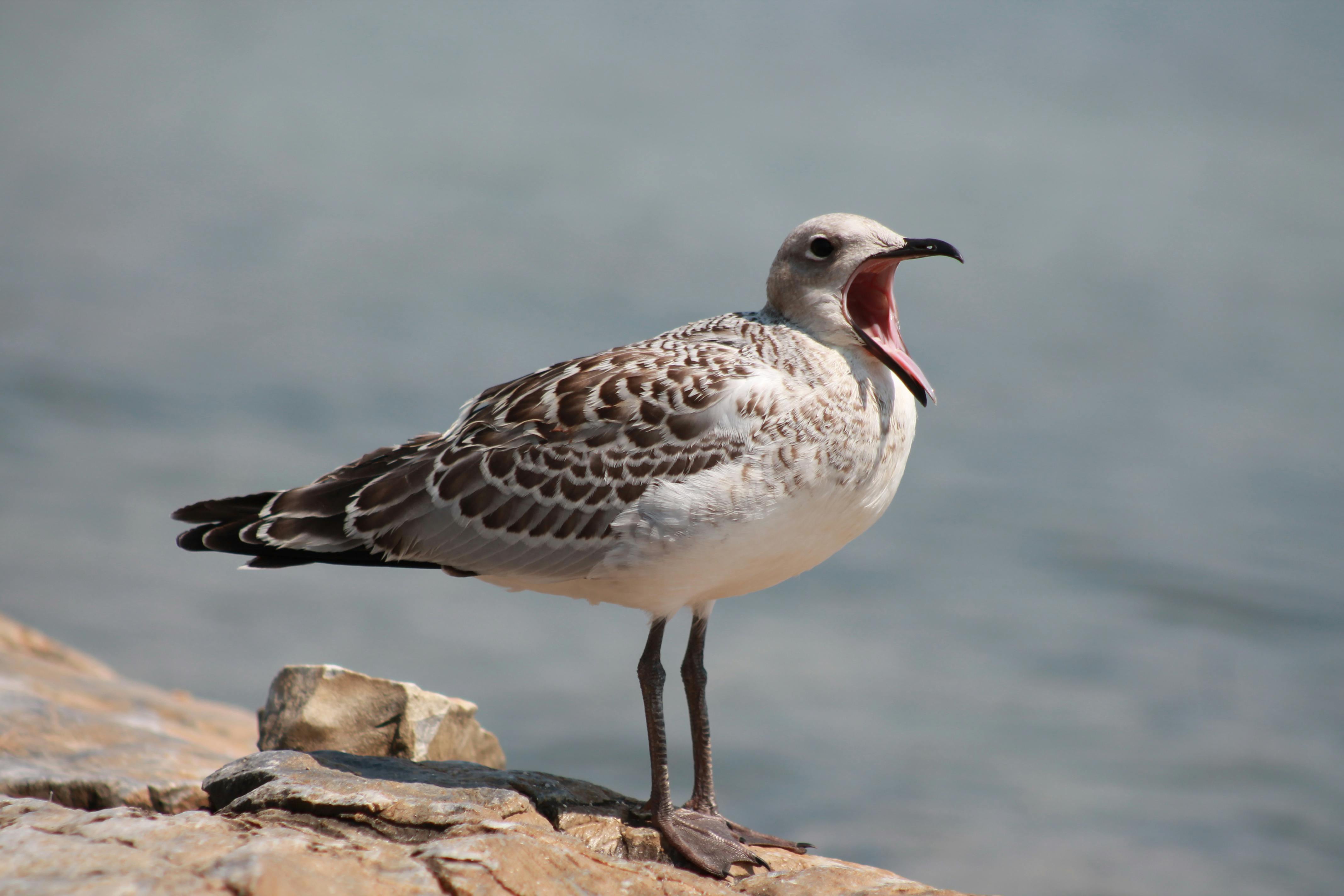 Seagull Sound Photos, Download The BEST Free Seagull Sound Stock Photos ...
