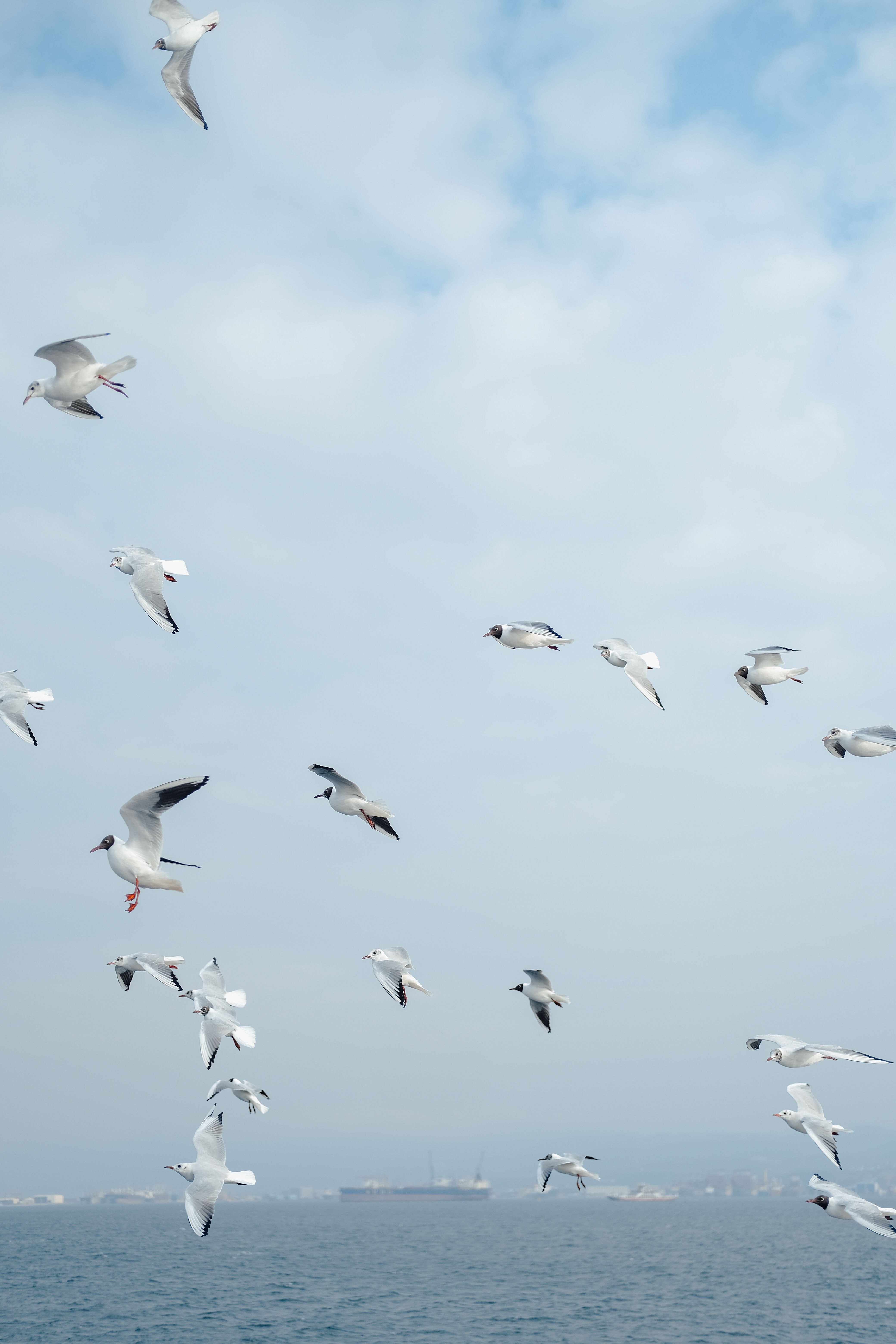 View of Seagulls Flying above the Sea · Free Stock Photo