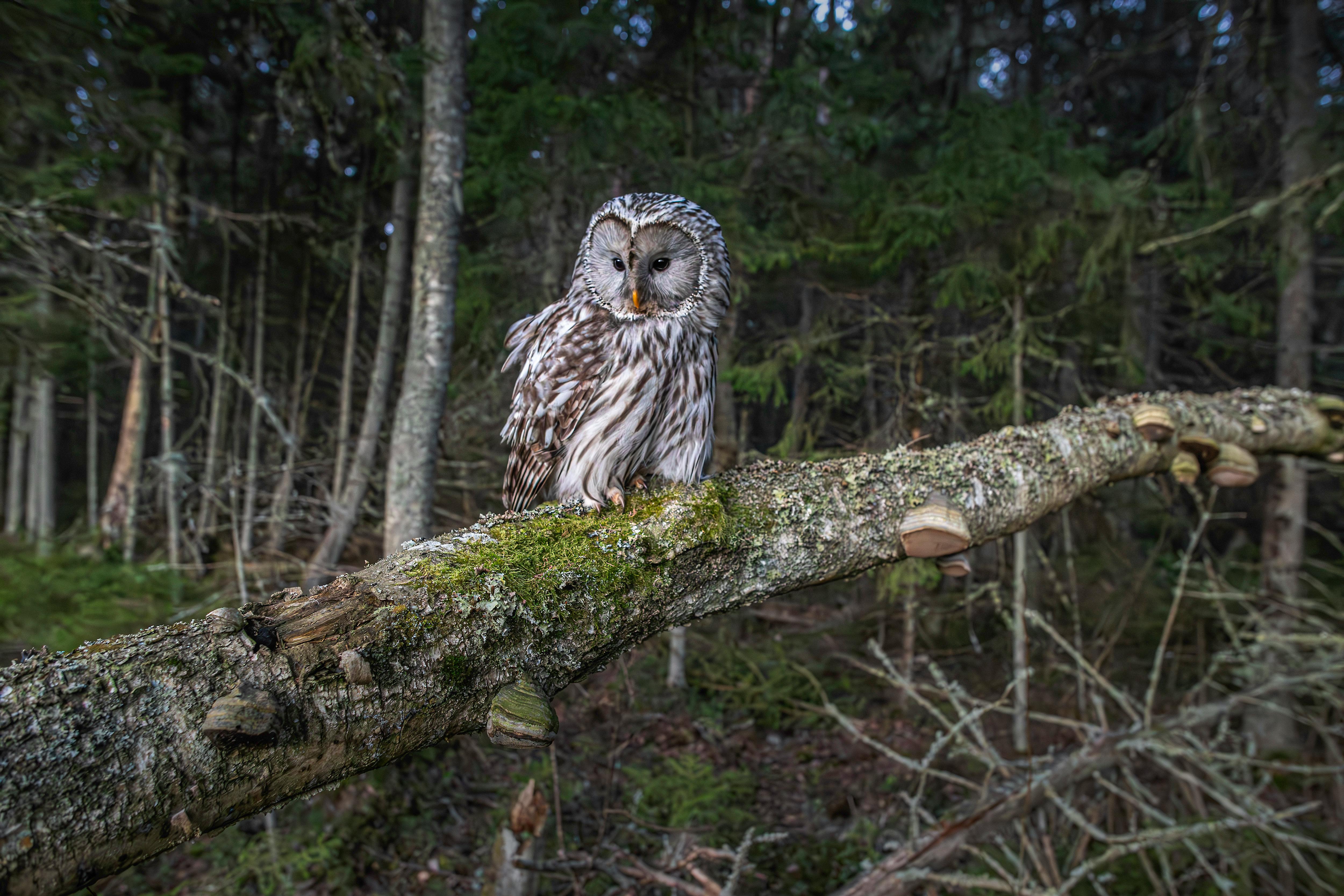 Silently Watching Photos, Download The BEST Free Silently Watching ...