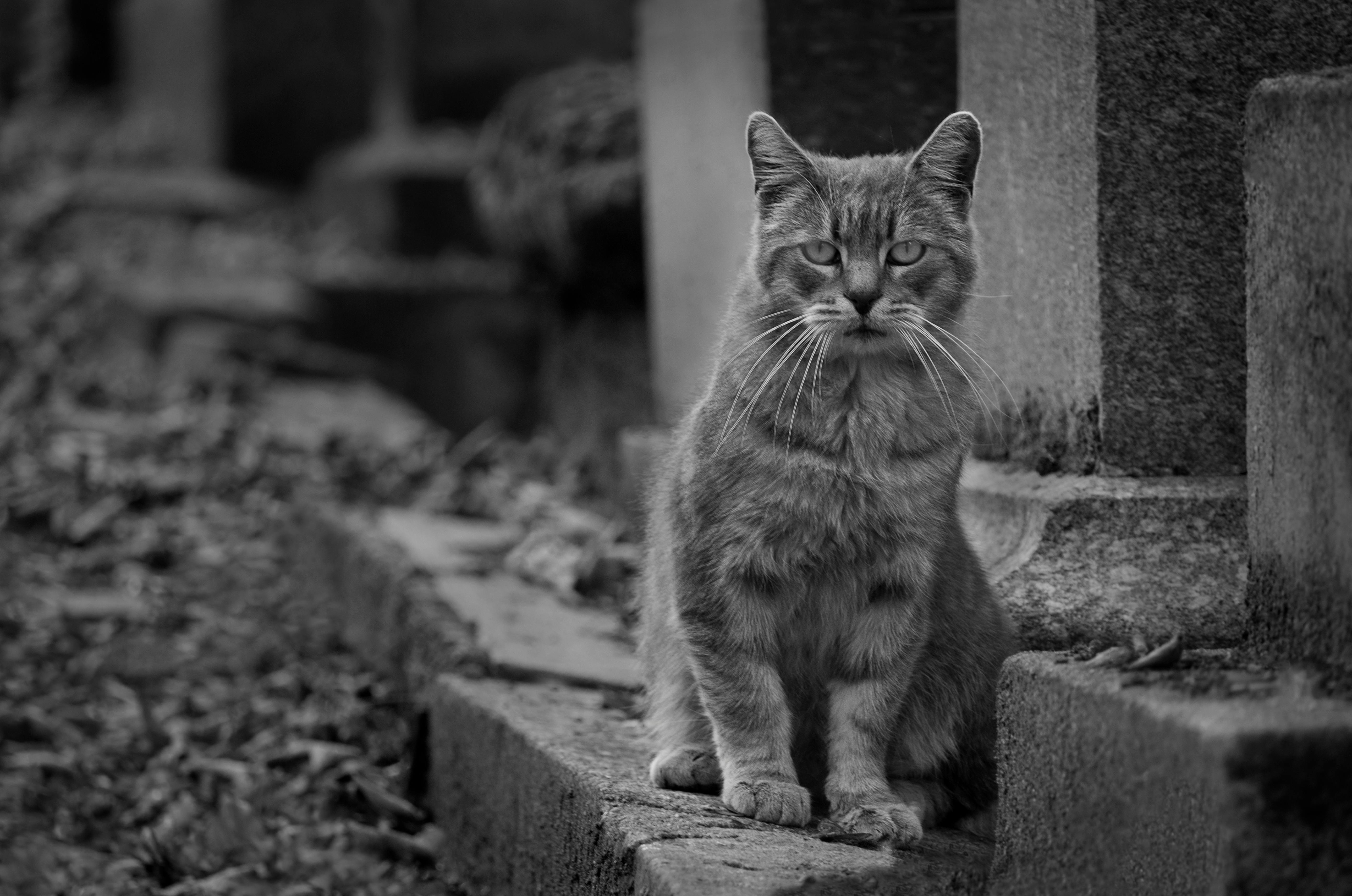 Cameraman Cat Photos, Download The BEST Free Cameraman Cat Stock Photos ...