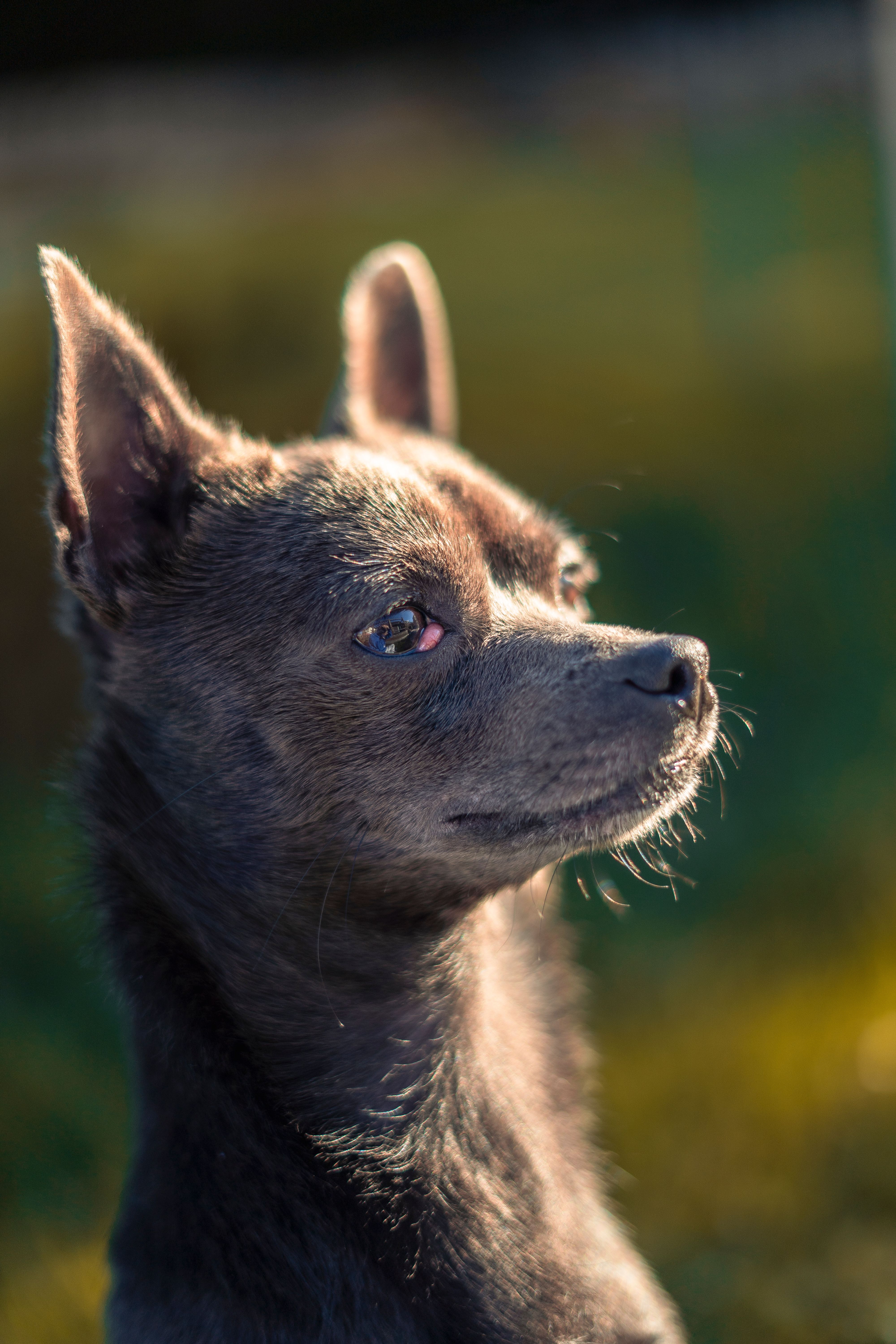 Portrait of a Small Dog Standing Outside · Free Stock Photo