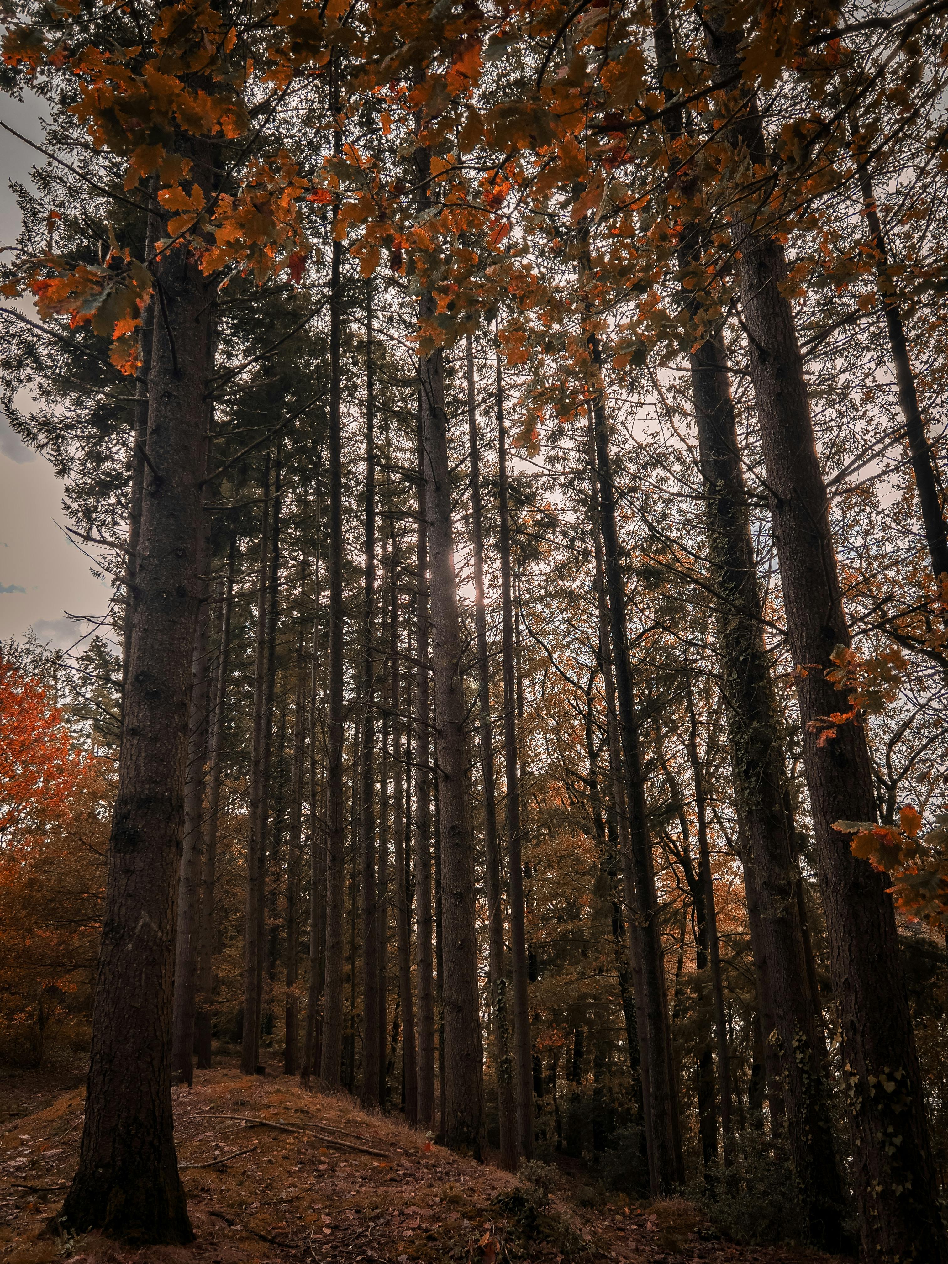 Brown Forest · Free Stock Photo