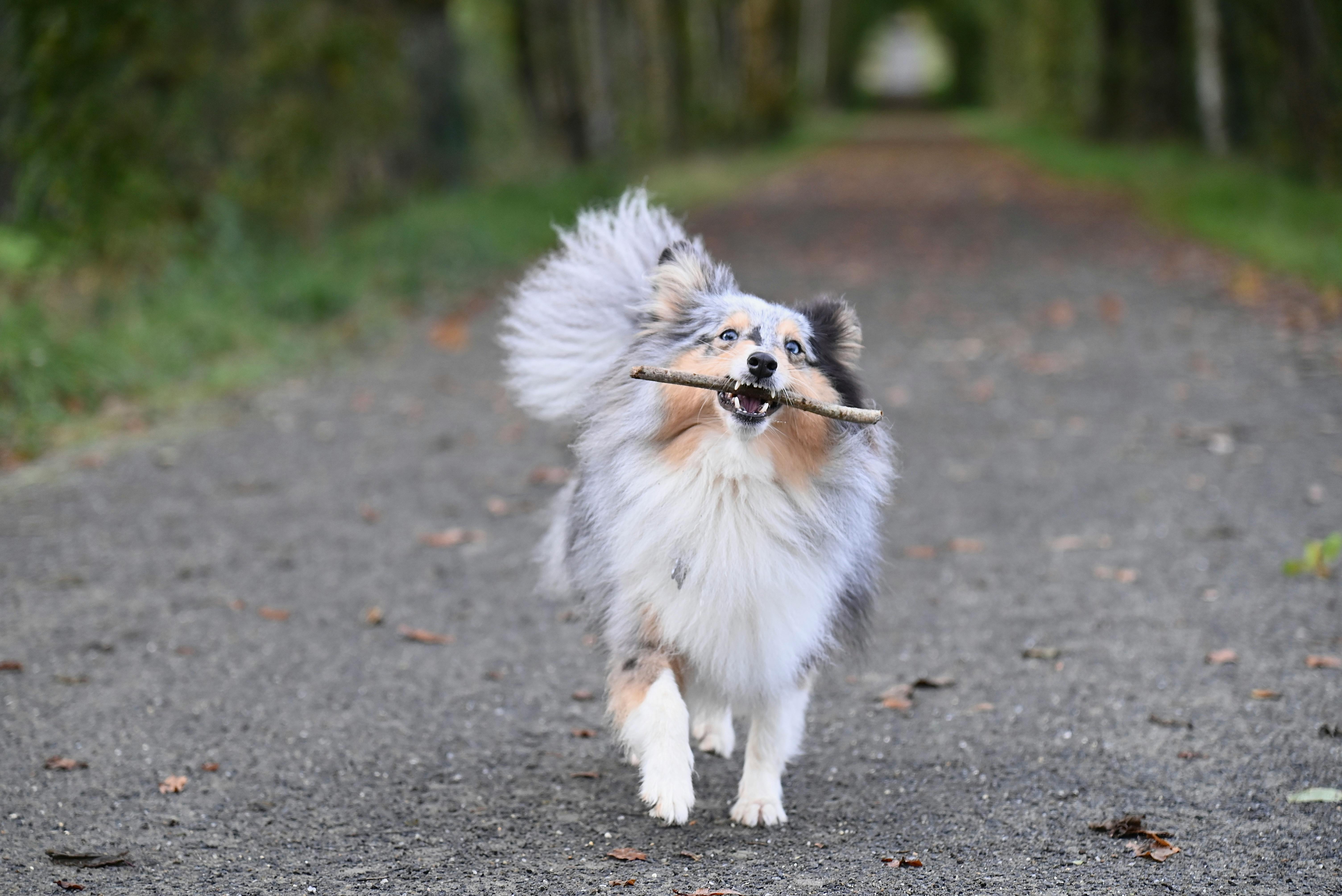 Dog Fetching Stick · Free Stock Photo