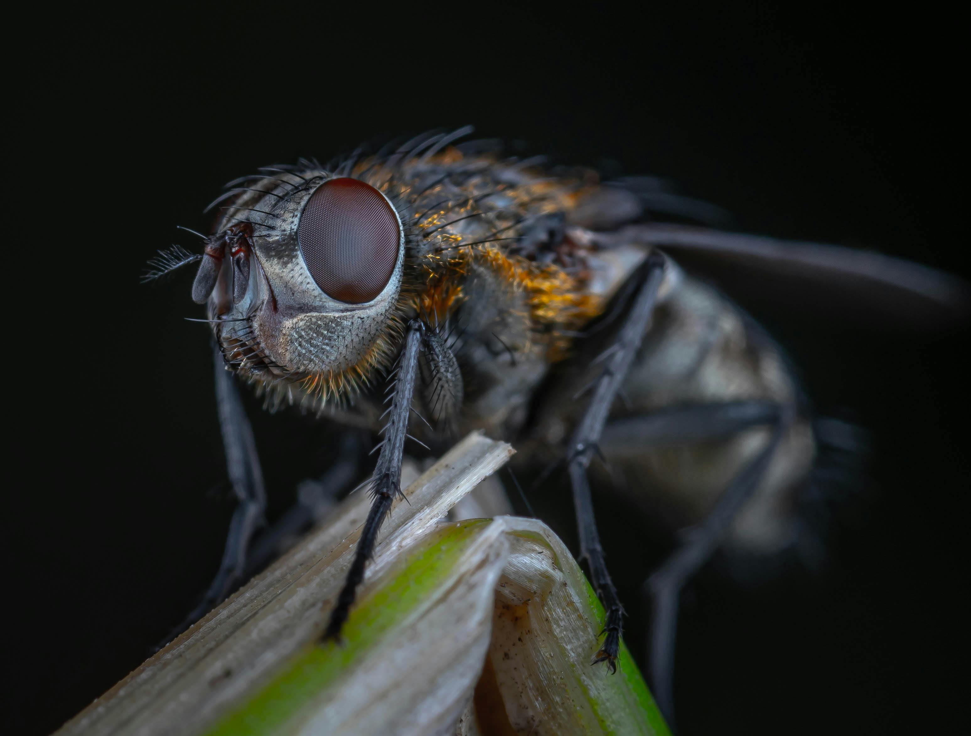 Foto de stock gratuita sobre afilado, al aire libre, ala de insecto ...