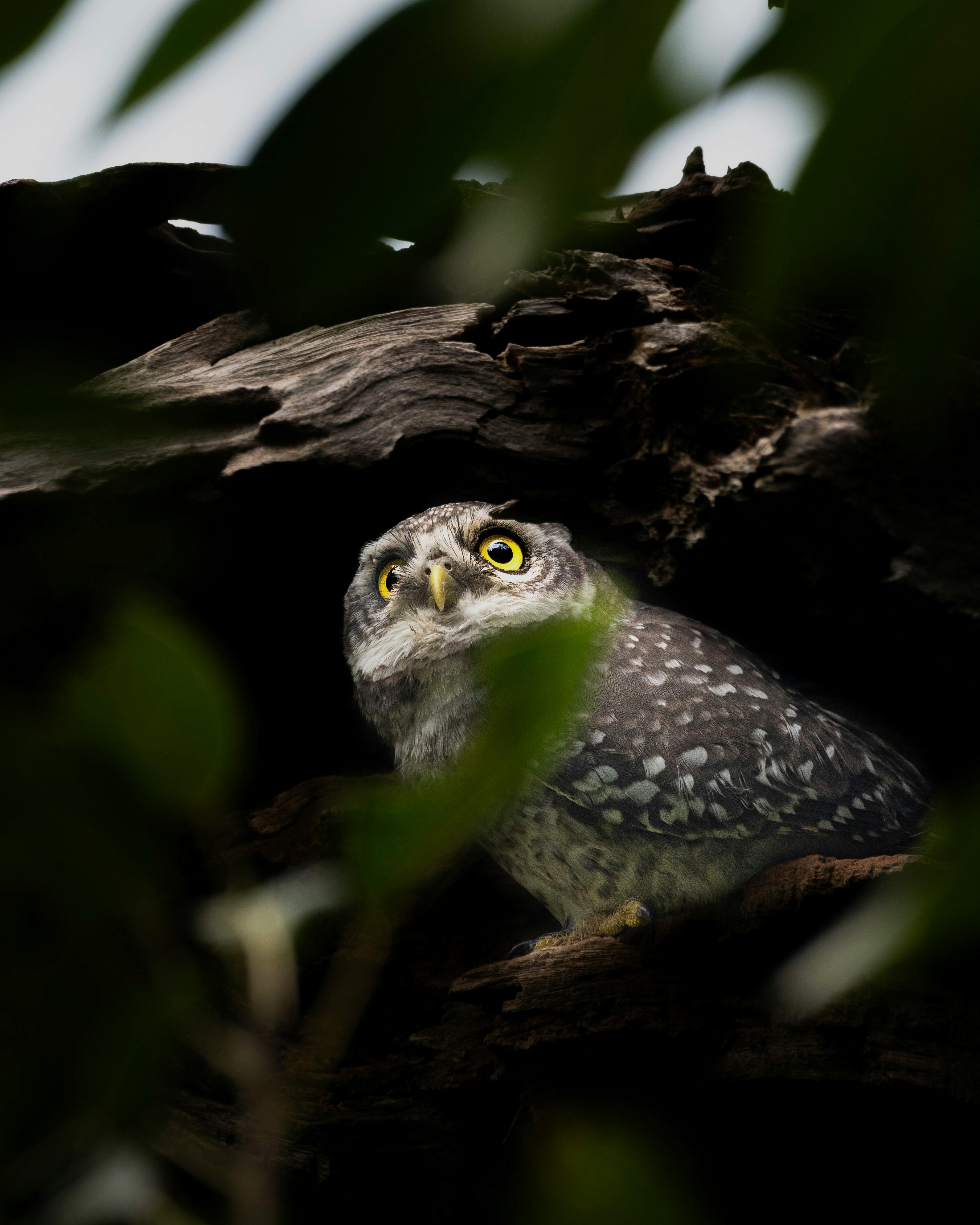 Hollow Photos, Download The BEST Free Hollow Stock Photos & HD Images