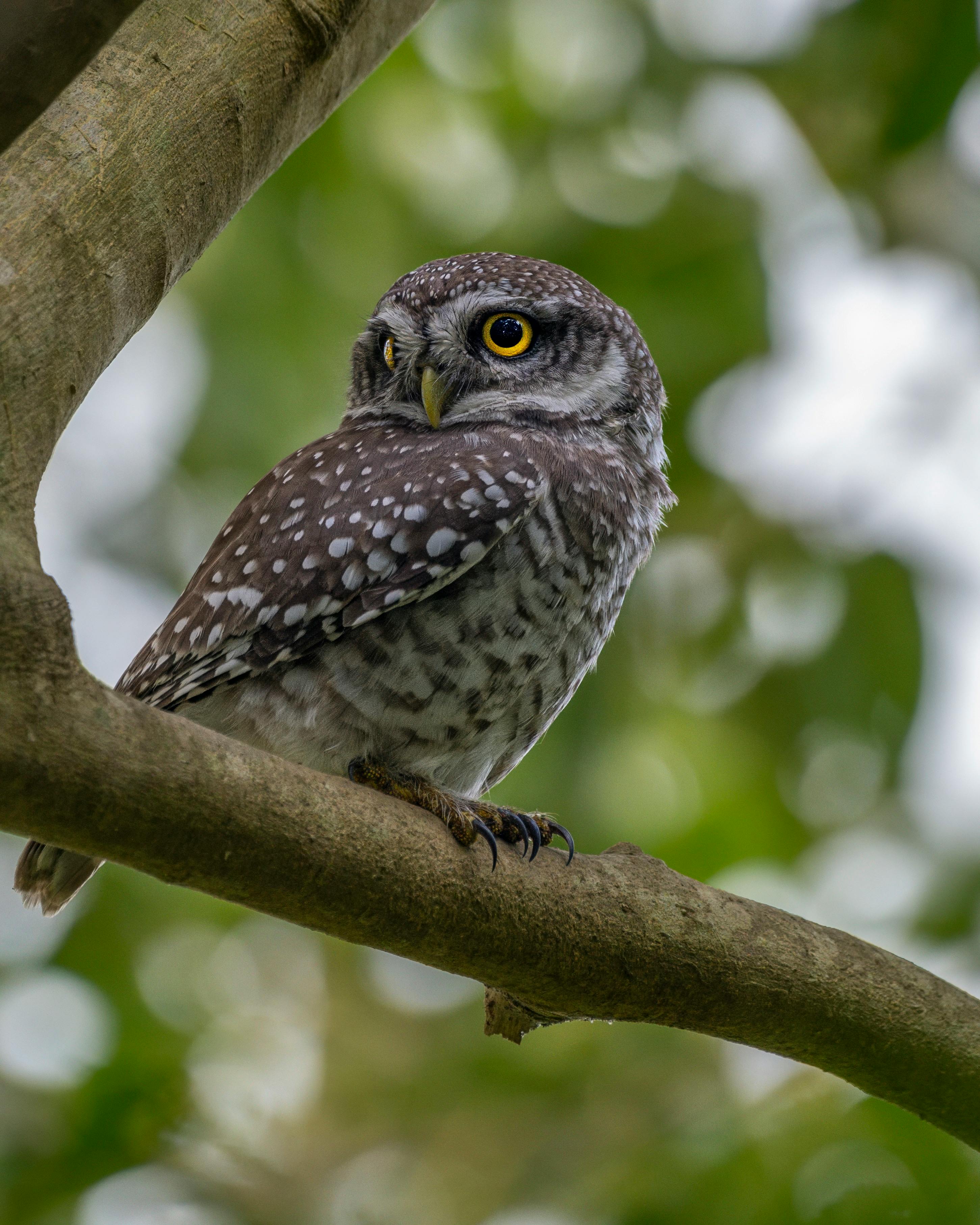 Close-up of a Spotted Owlet Sitting on a Branch · Free Stock Photo