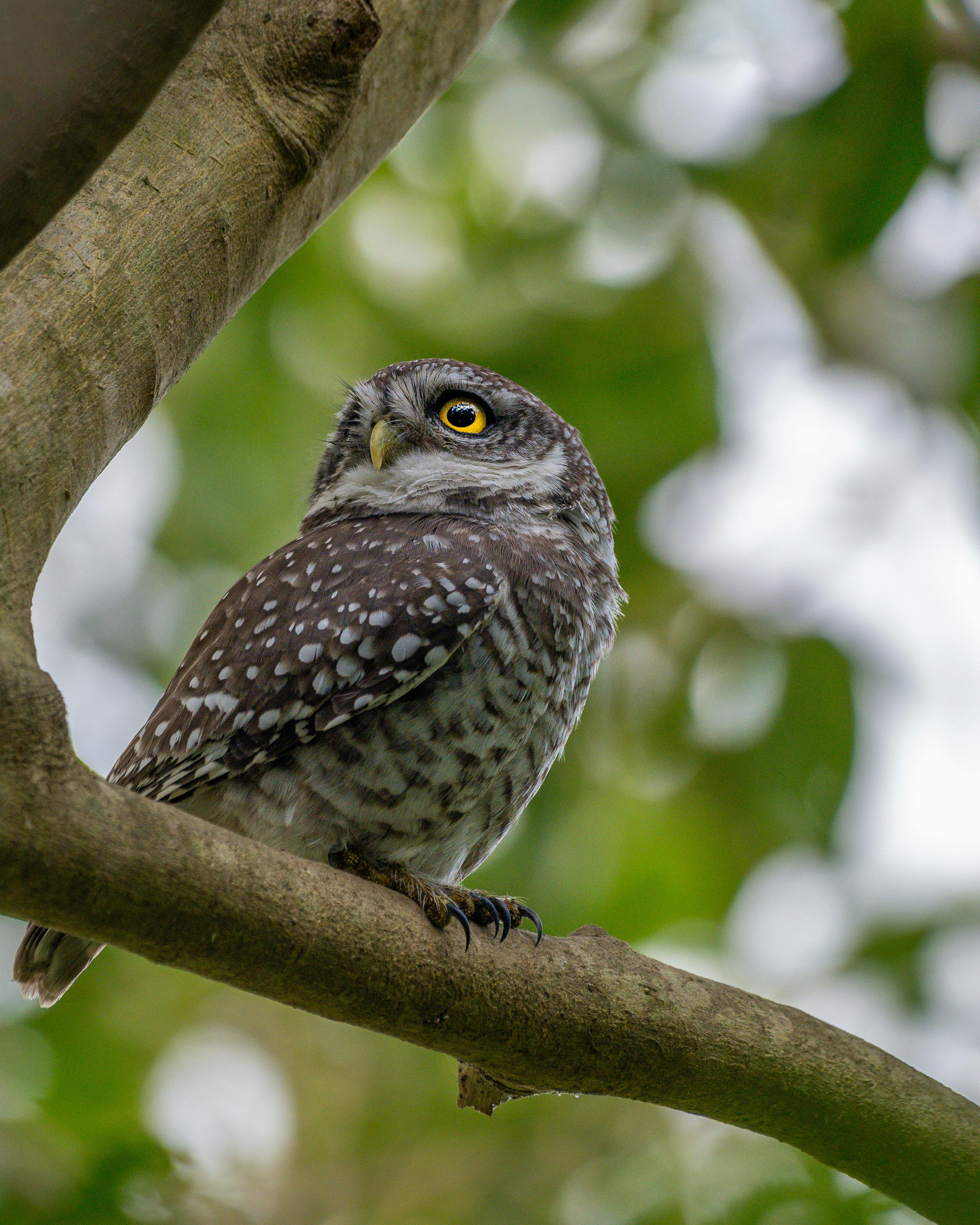 Close-Up Photo of Owl on Tree Branch · Free Stock Photo