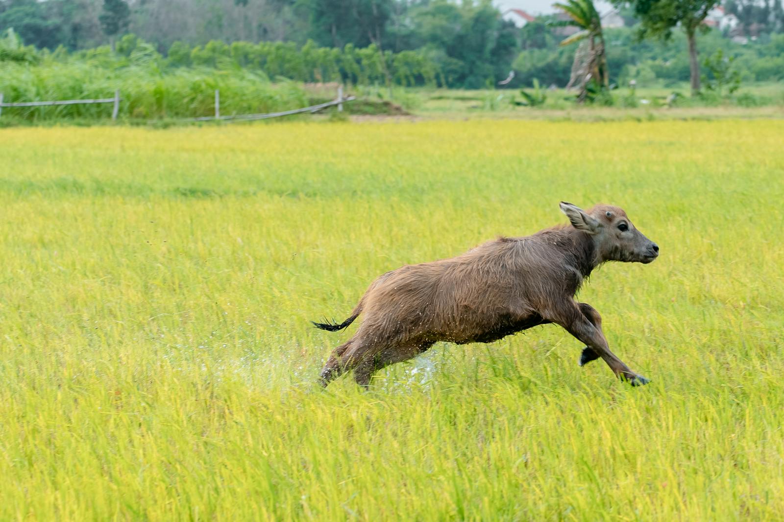 Philippine Tamaraw Photos, Download The BEST Free Philippine Tamaraw ...