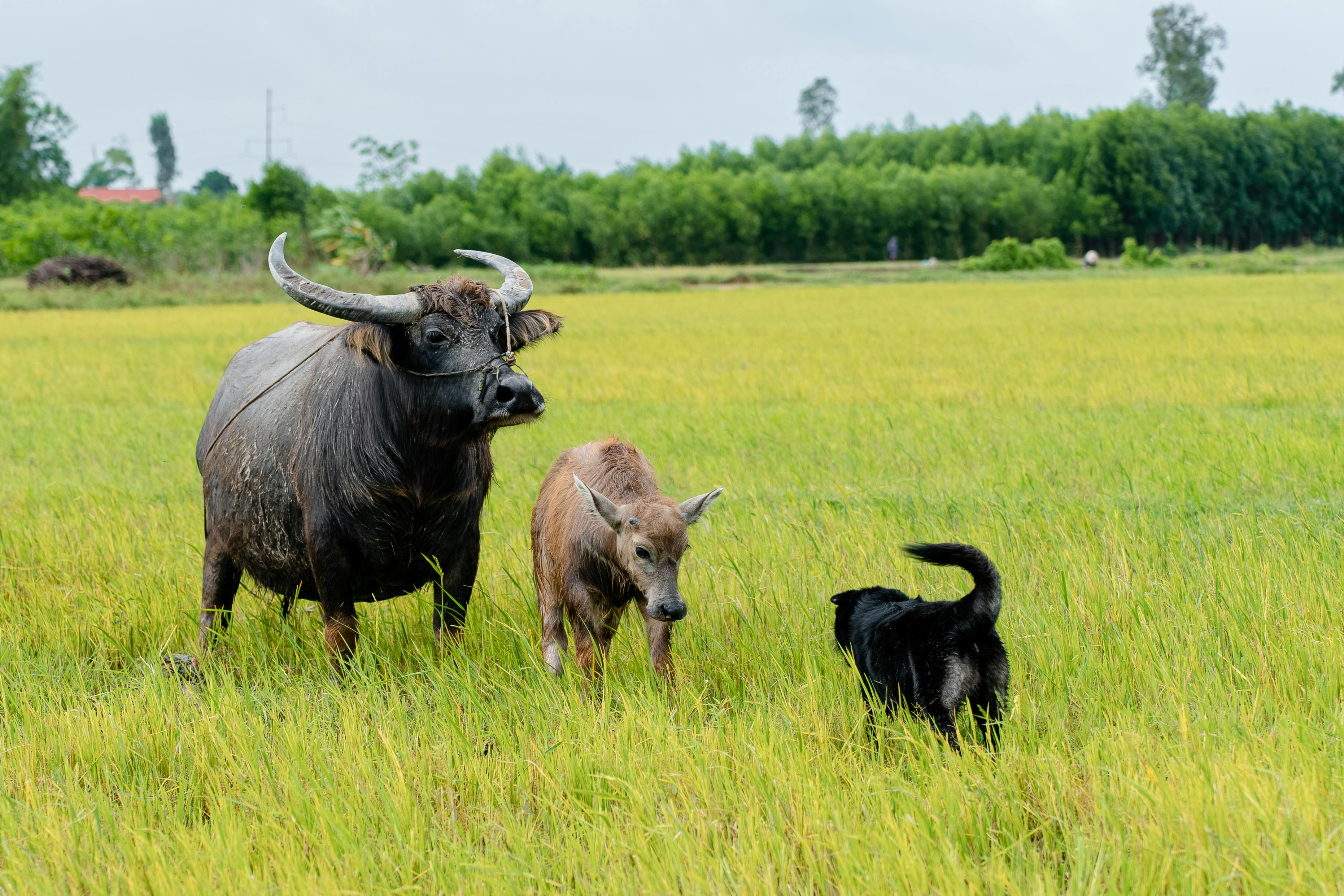 Dog, Carabao Cattle and Calf · Free Stock Photo
