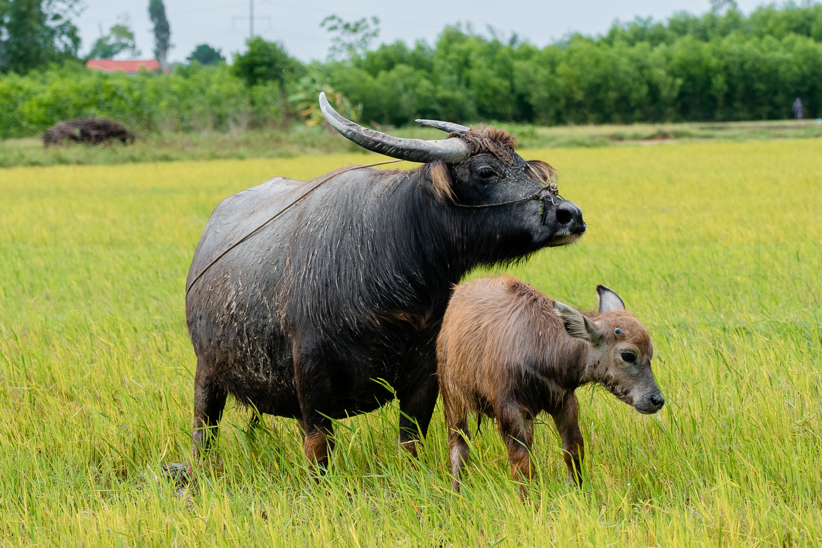 Photo of Water Buffalo on Grass Fields · Free Stock Photo
