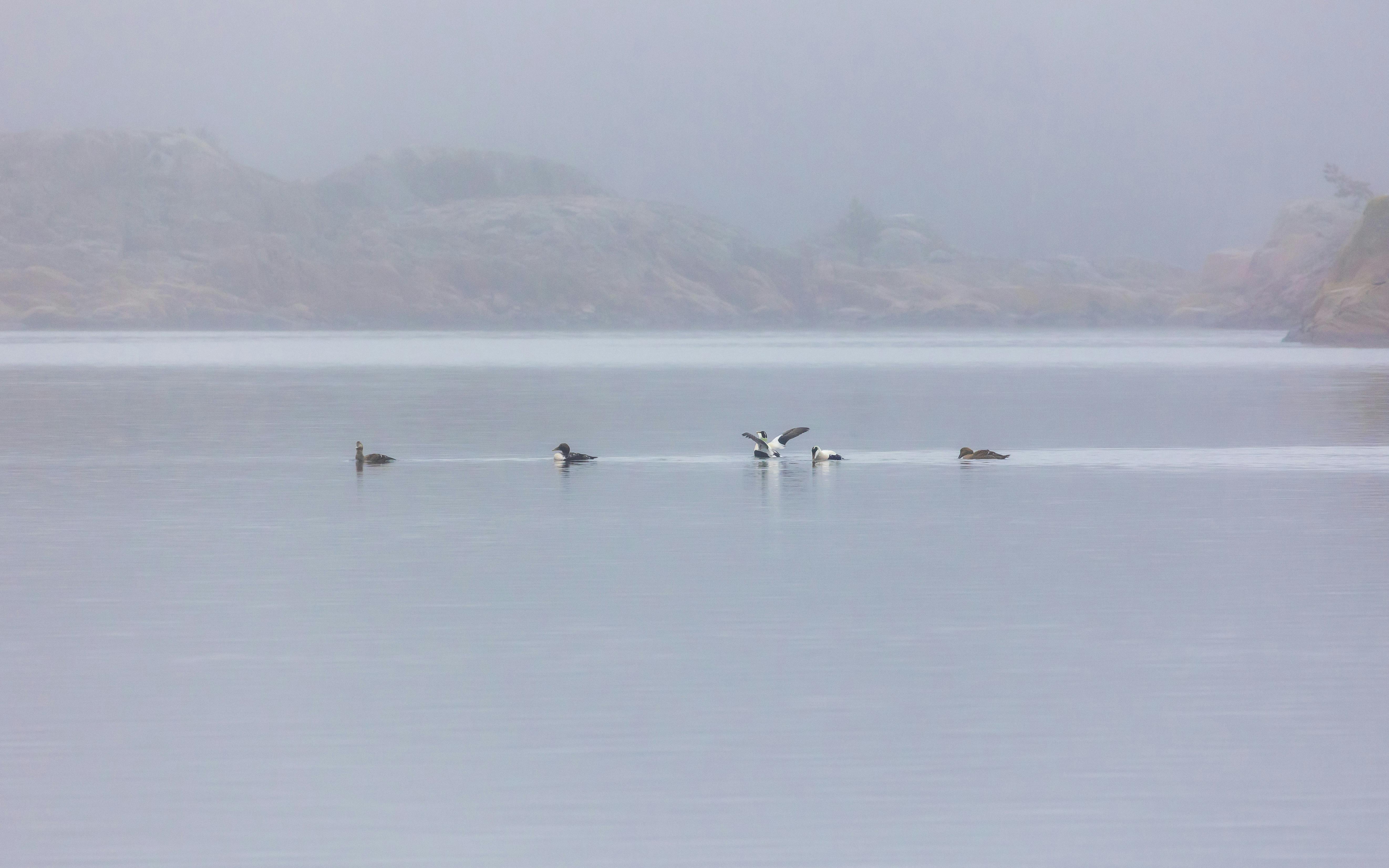 Ulle Haddock - 사진